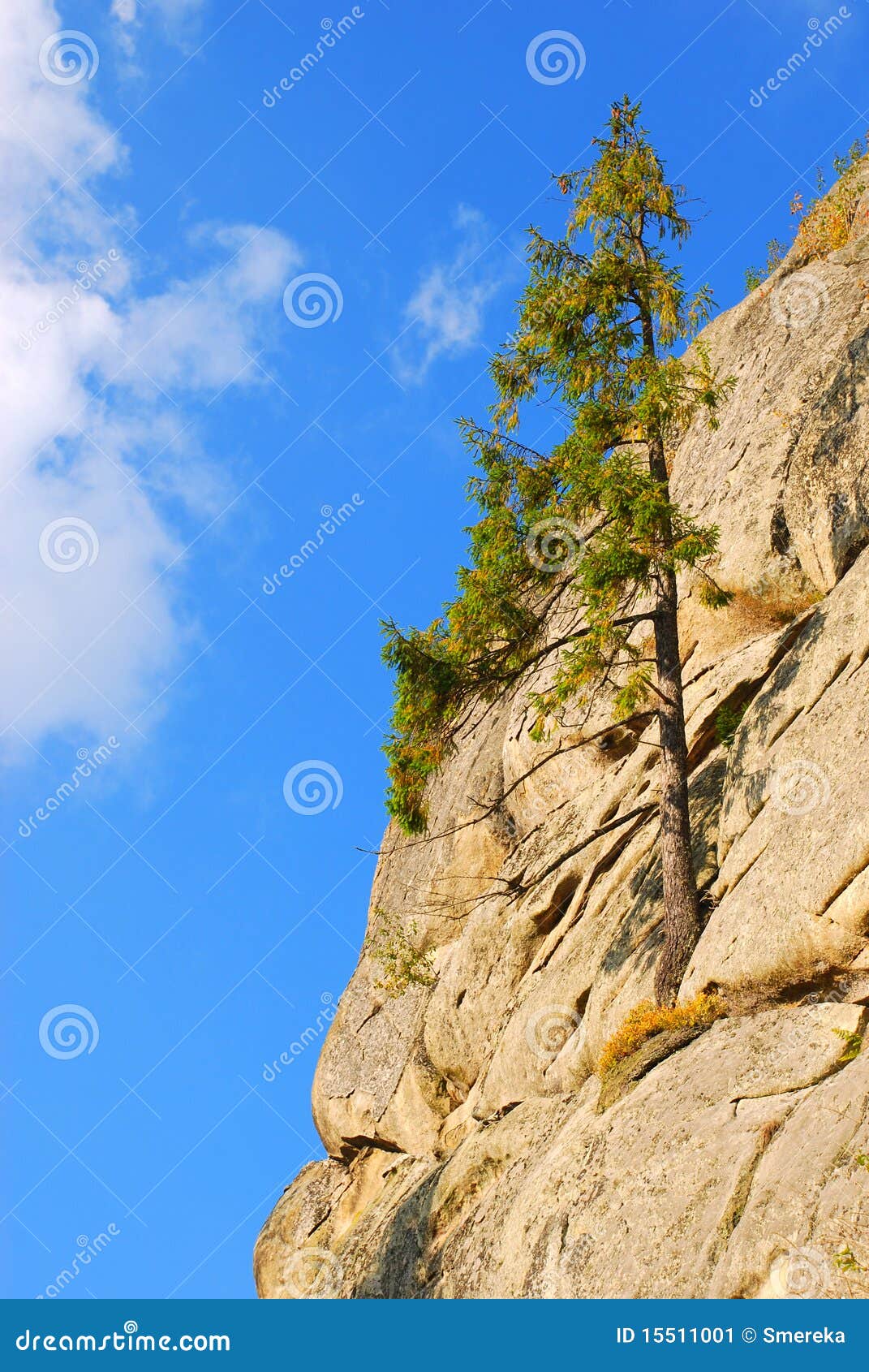 Fur-tree on a rock. stock image. Image of carpathians - 15511001
