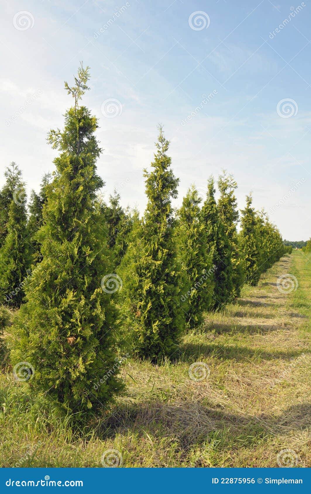 Fur-tree in a row stock photo. Image of pursuit, horizontal - 22875956
