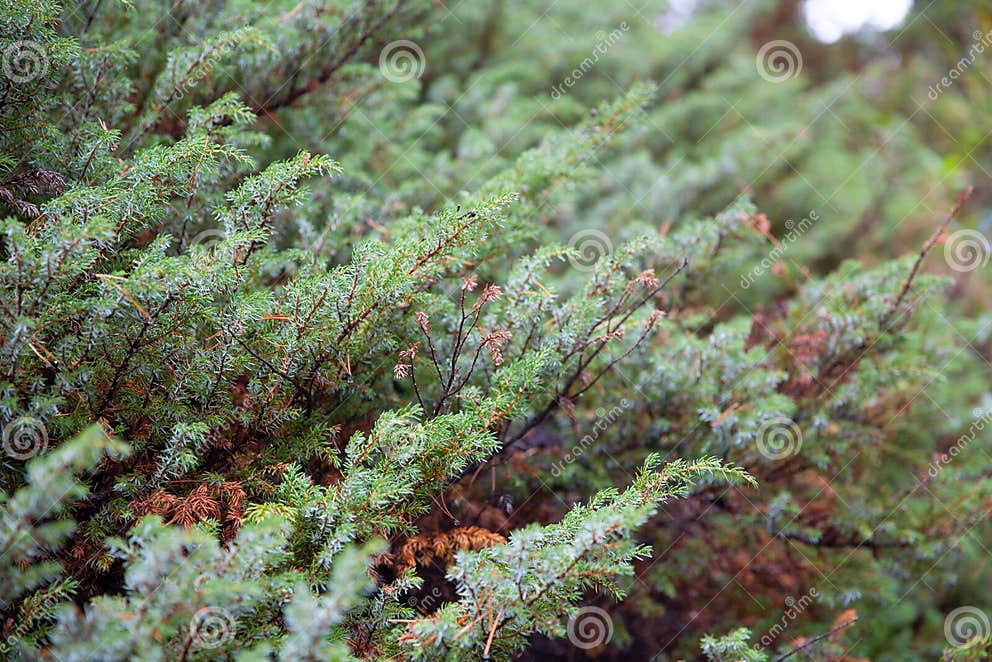 Fur tree texture stock image. Image of object, december - 184241159
