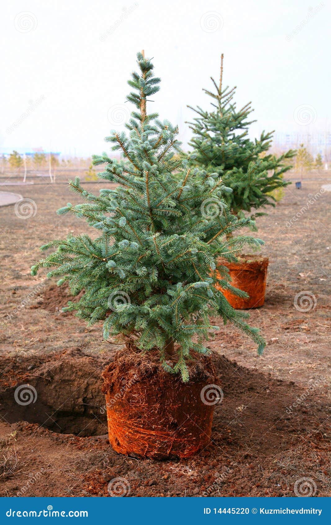 Fur-trees stock photo. Image of state, vibrant, branch - 14445220