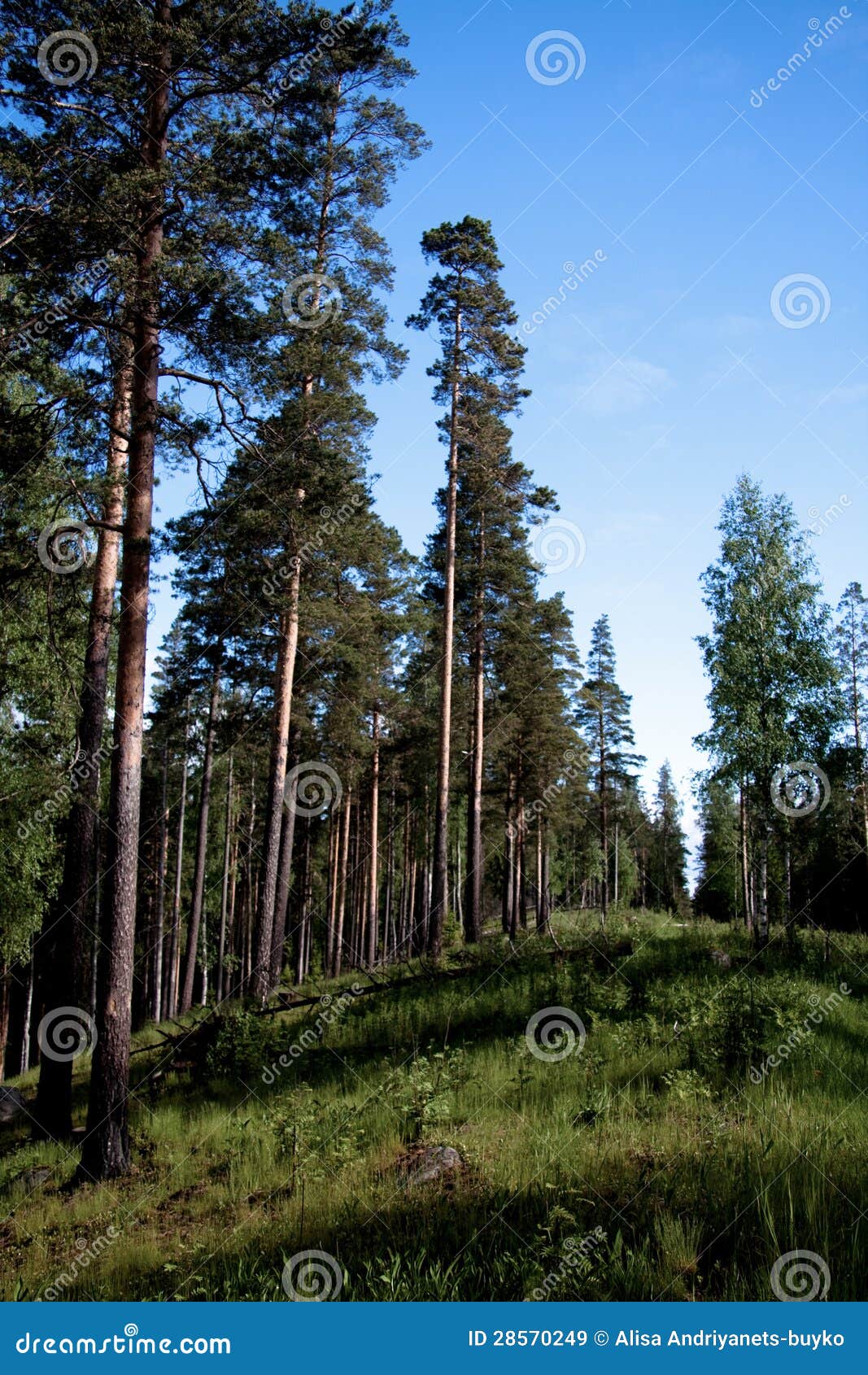Fur trees stock image. Image of calm, fresh, beautiful - 28570249