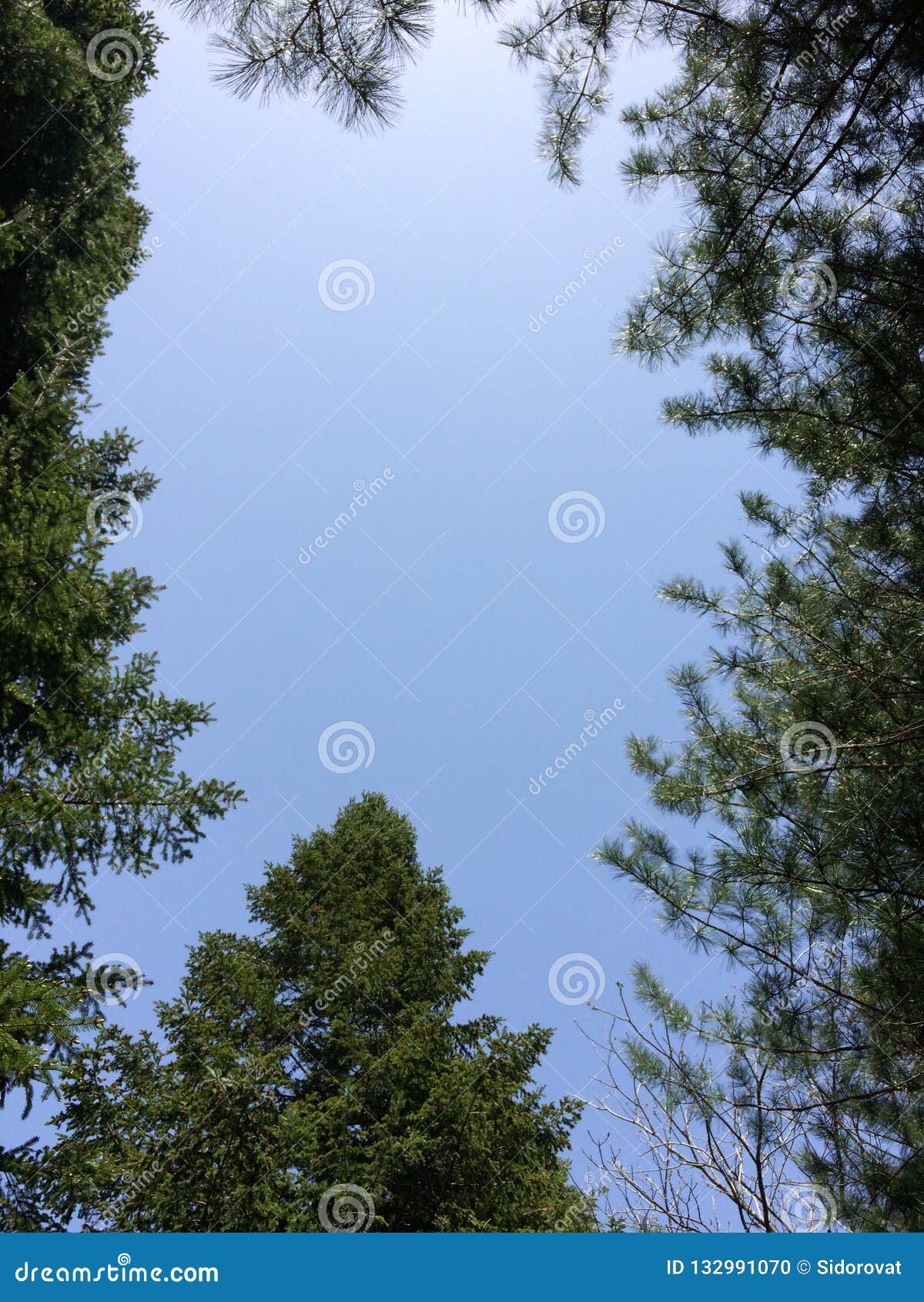 Fur Trees Framing a Clear Blue Sky Stock Photo - Image of border ...