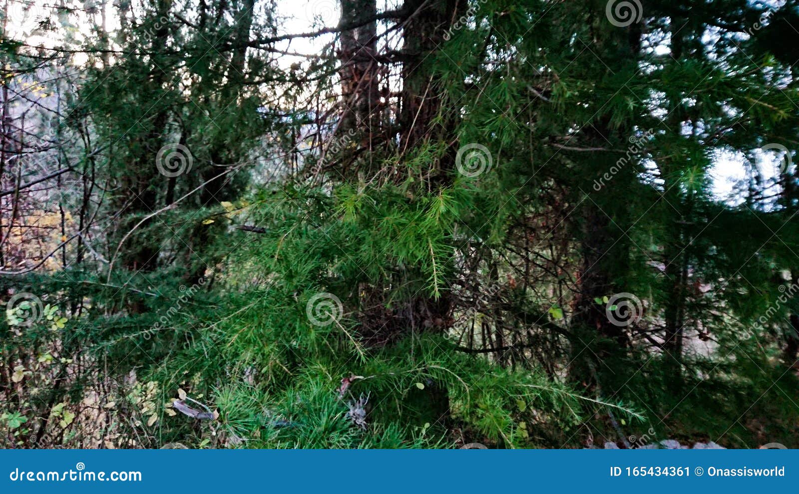 Fur Trees Green Forest Closeup Details Stock Image - Image of trees ...