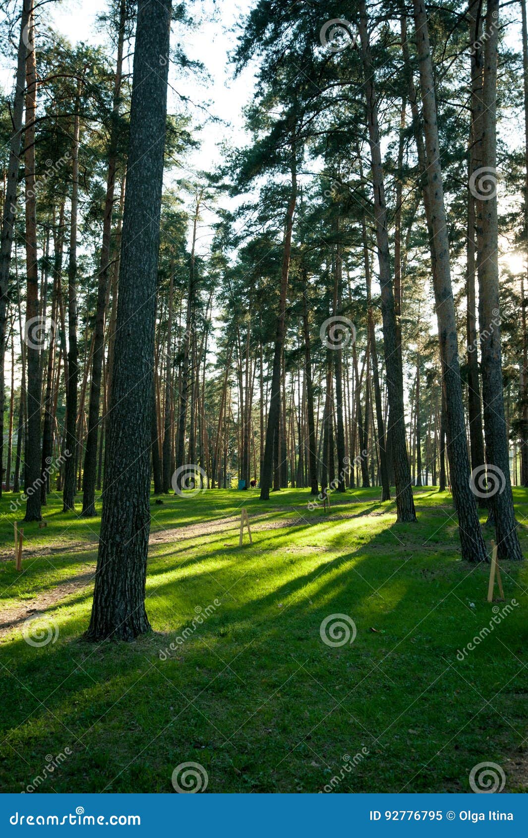 Fur Trees Grove with Sun Beams Stock Image - Image of forest, trees ...
