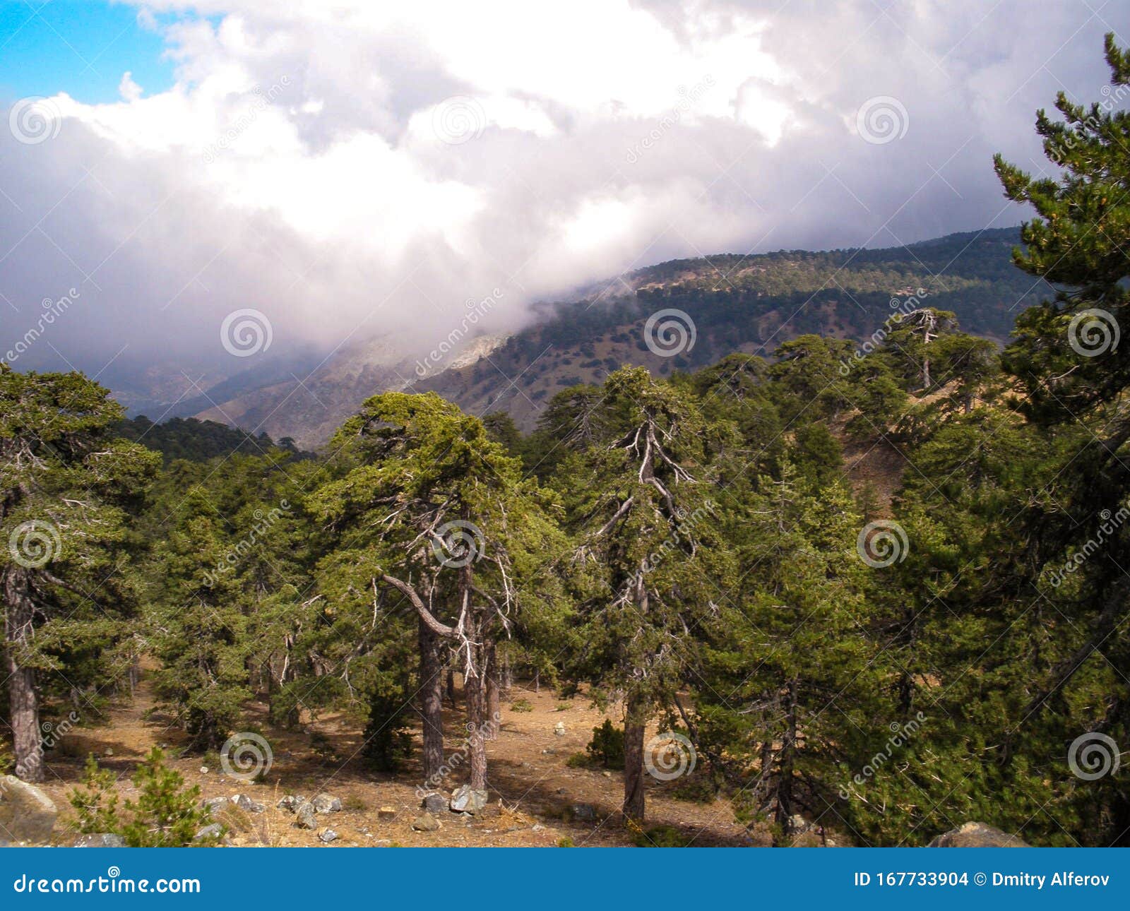 Fur Trees on Mountain of Cyprus Stock Photo - Image of beauty, stone ...