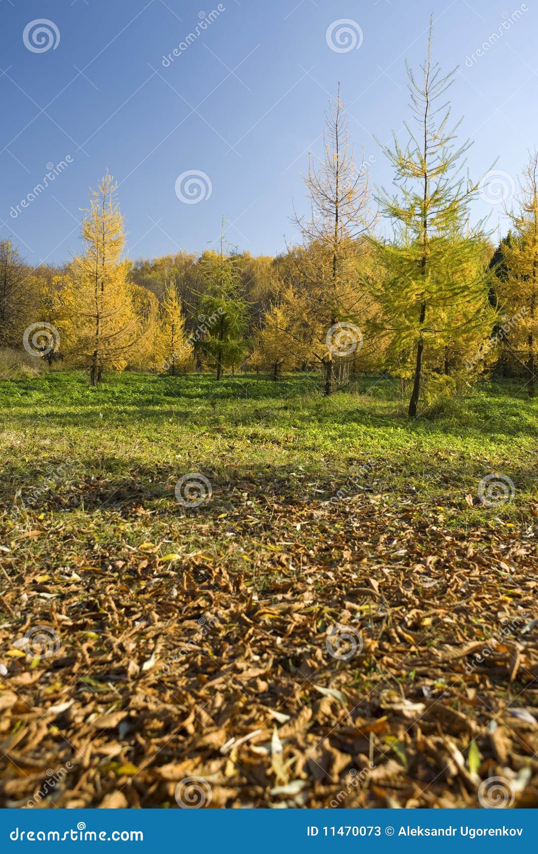 Fur trees in the park stock image. Image of forest, yellow - 11470073
