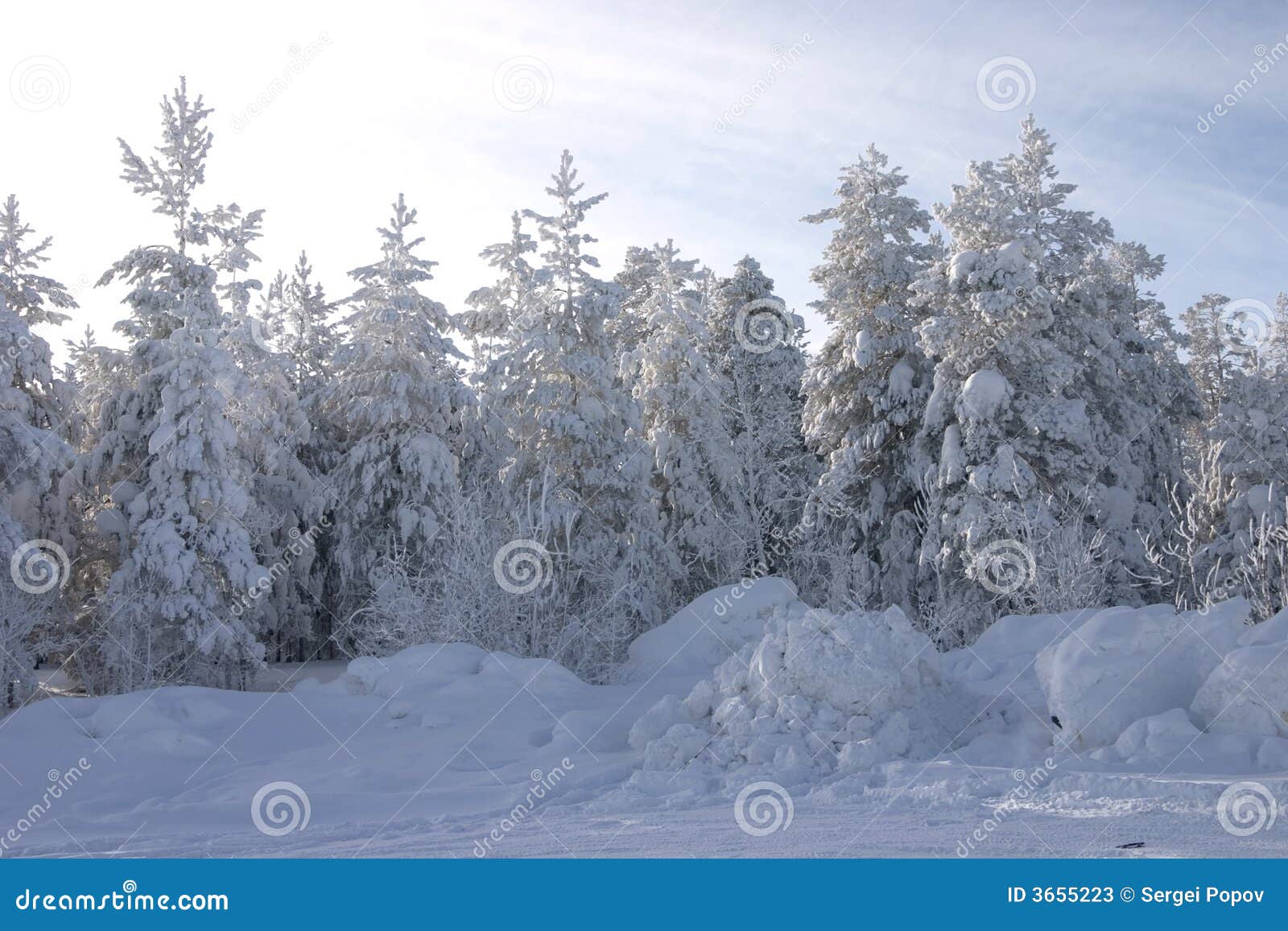 Fur-trees and Pines Covered by a Snow Stock Image - Image of forest ...