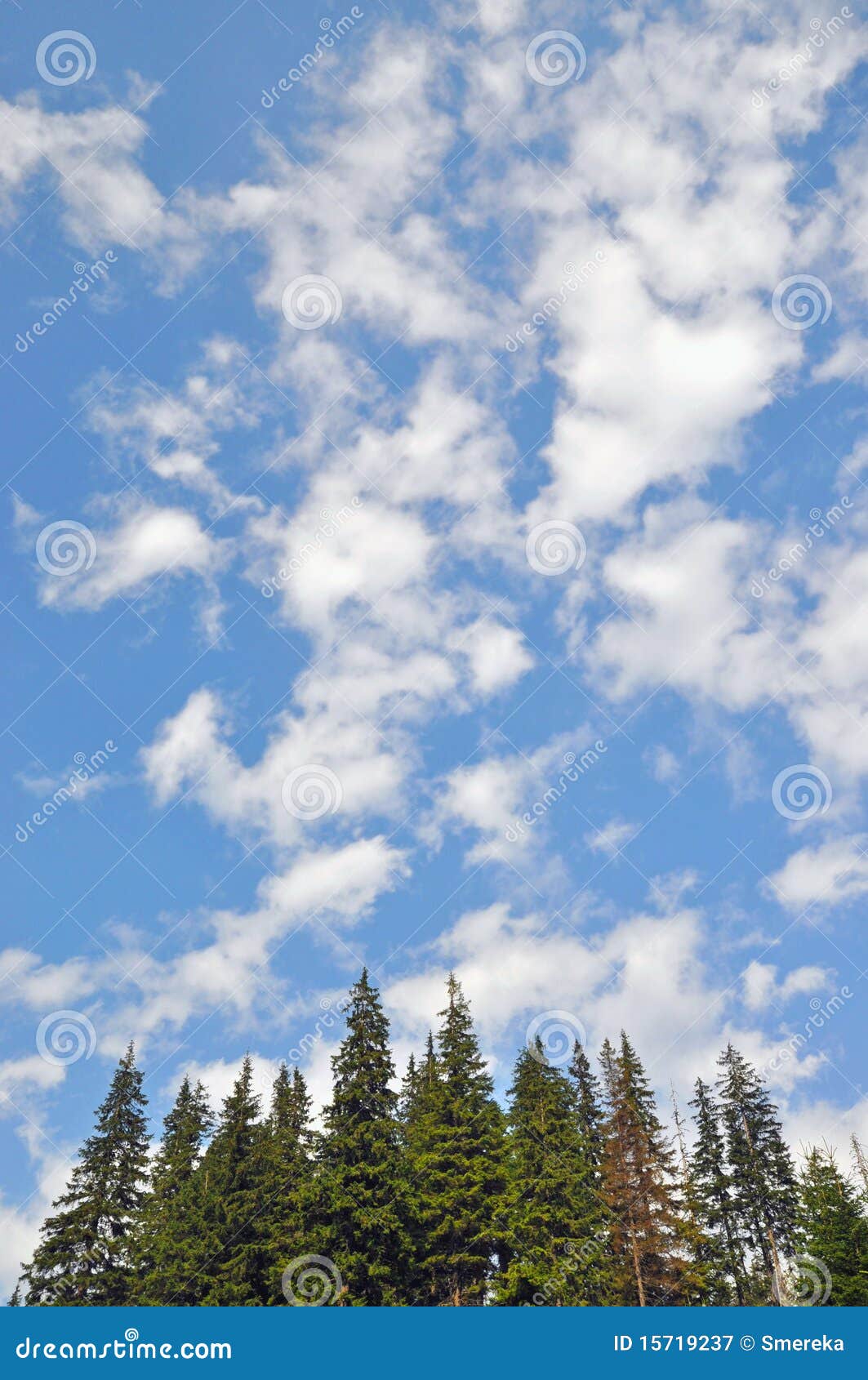Fur-trees Under the Huge Sky. Stock Image - Image of wood, nature: 15719237