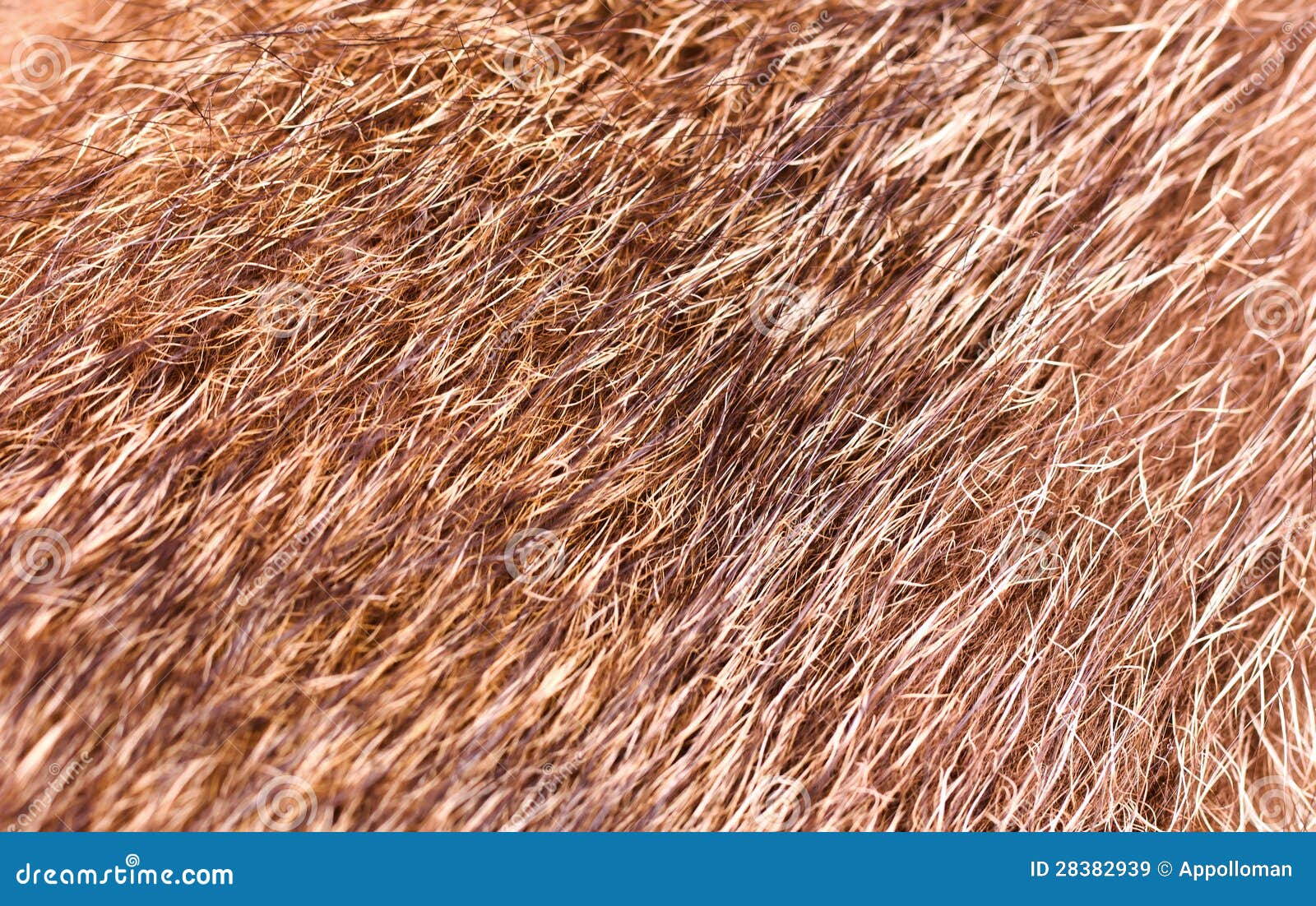 Fur of a wolf, texture stock image. Image of wool, fiber - 28382939
