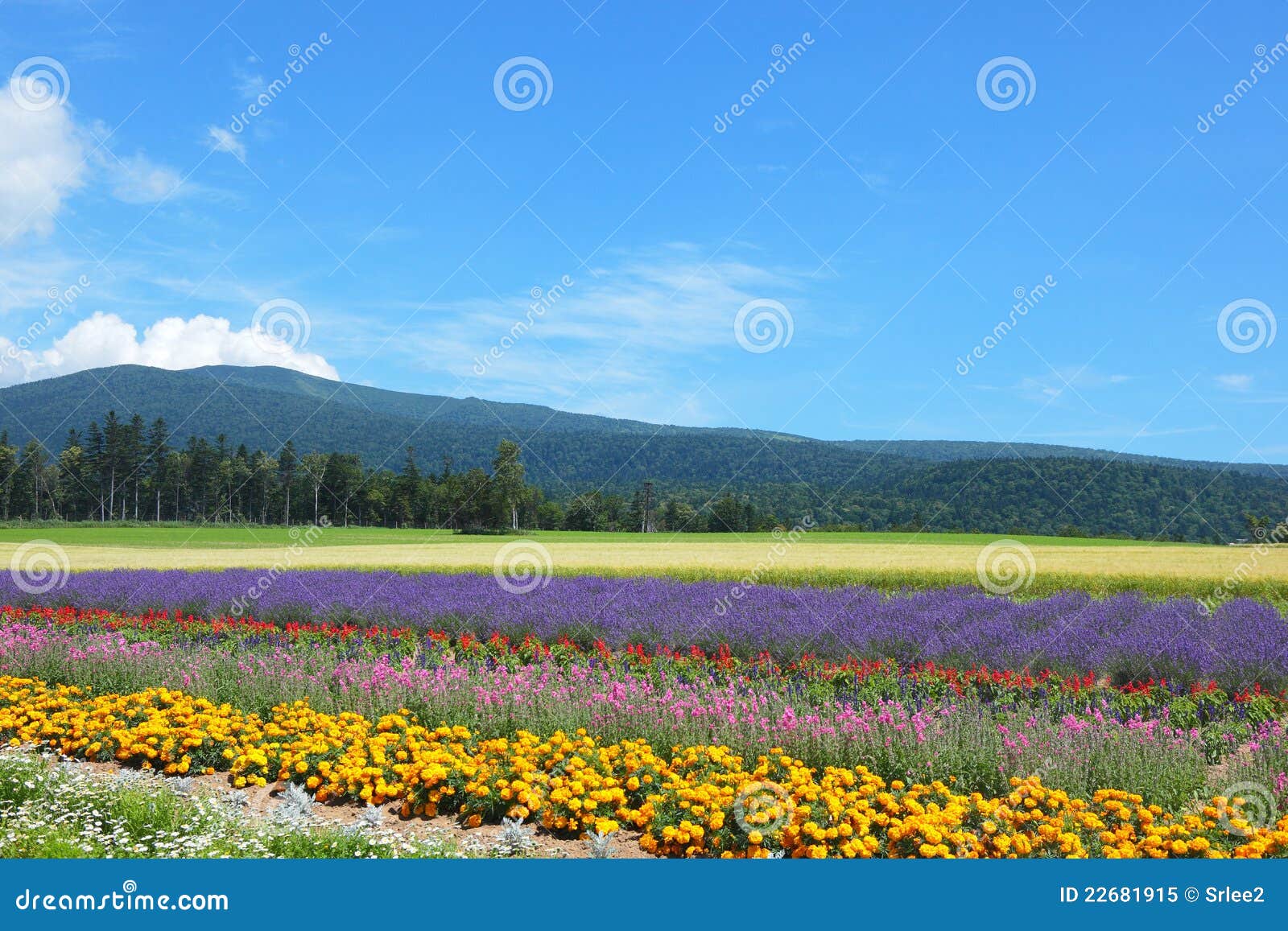 Furano stock image. Image of japanese, colorful, mountain - 22681915