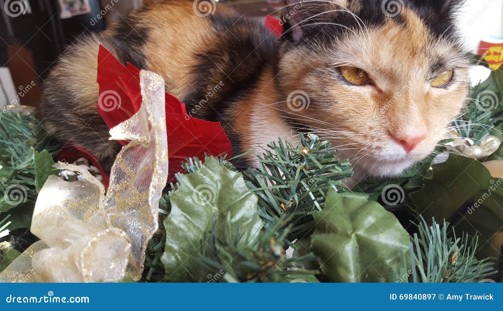 Furball stock image. Image of christmas, furball, daytime - 69840897