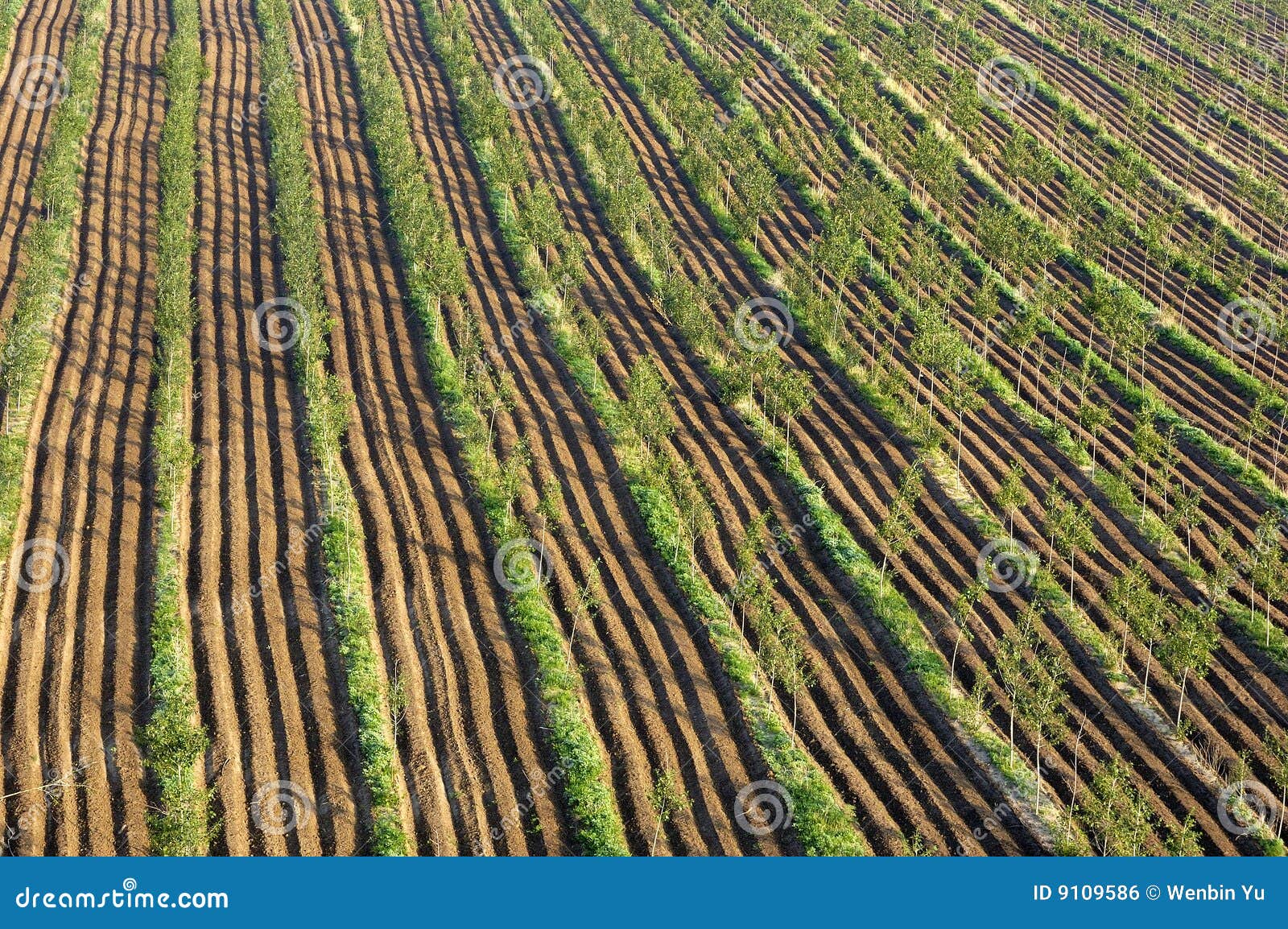 Furche stockfoto. Bild von schäfer, reihe, betrieb, rhythmus - 9109586