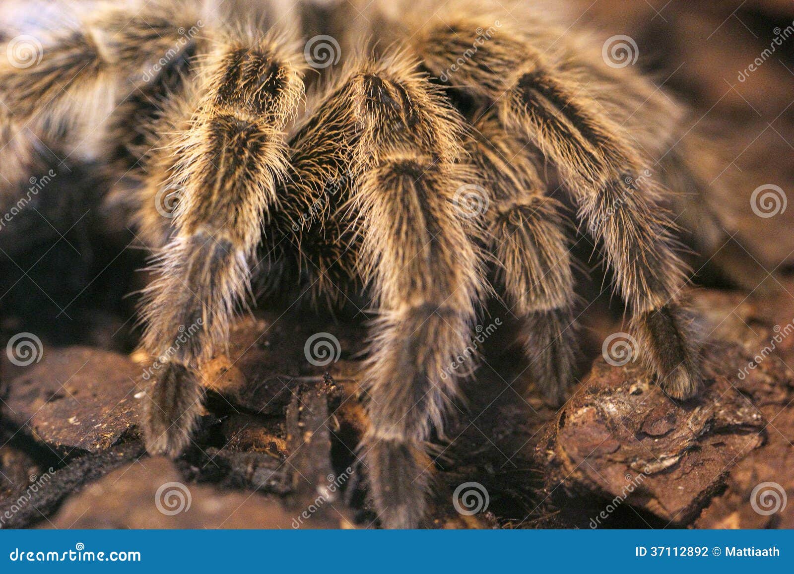 Furchtsamer Riesiger Tarantel Stockfoto - Bild von gift, spinne: 37112892