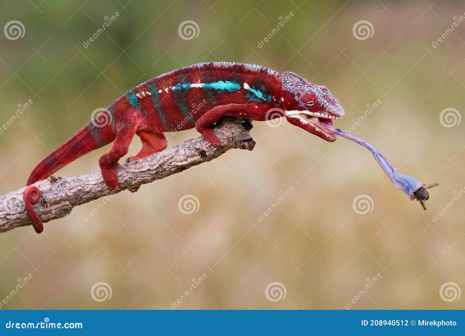 Furcifer Pardalis (Panther Chameleon) Stock Photo - Image of macro ...