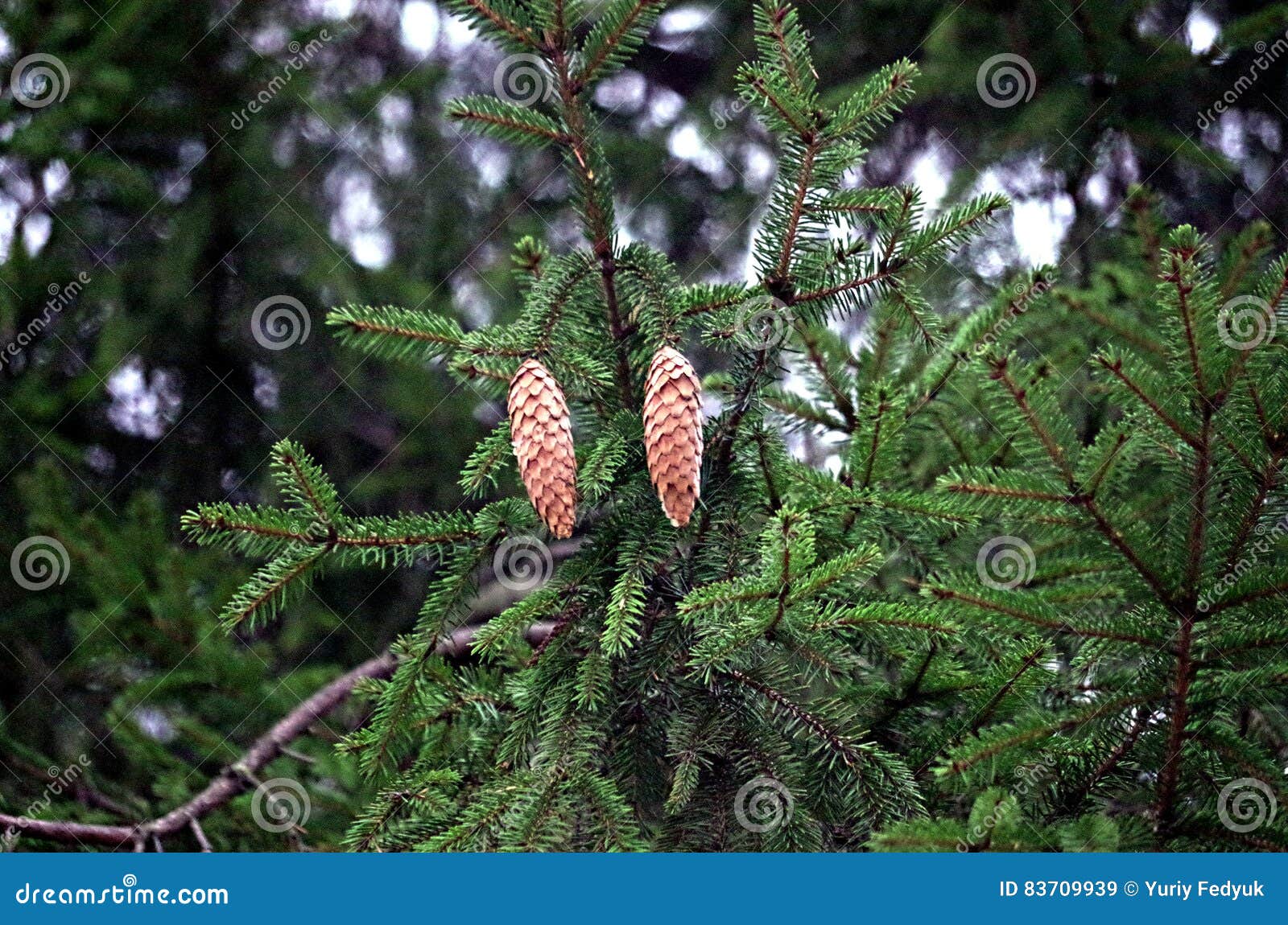 Fure cones stock image. Image of fure, tree, snow, nature - 83709939