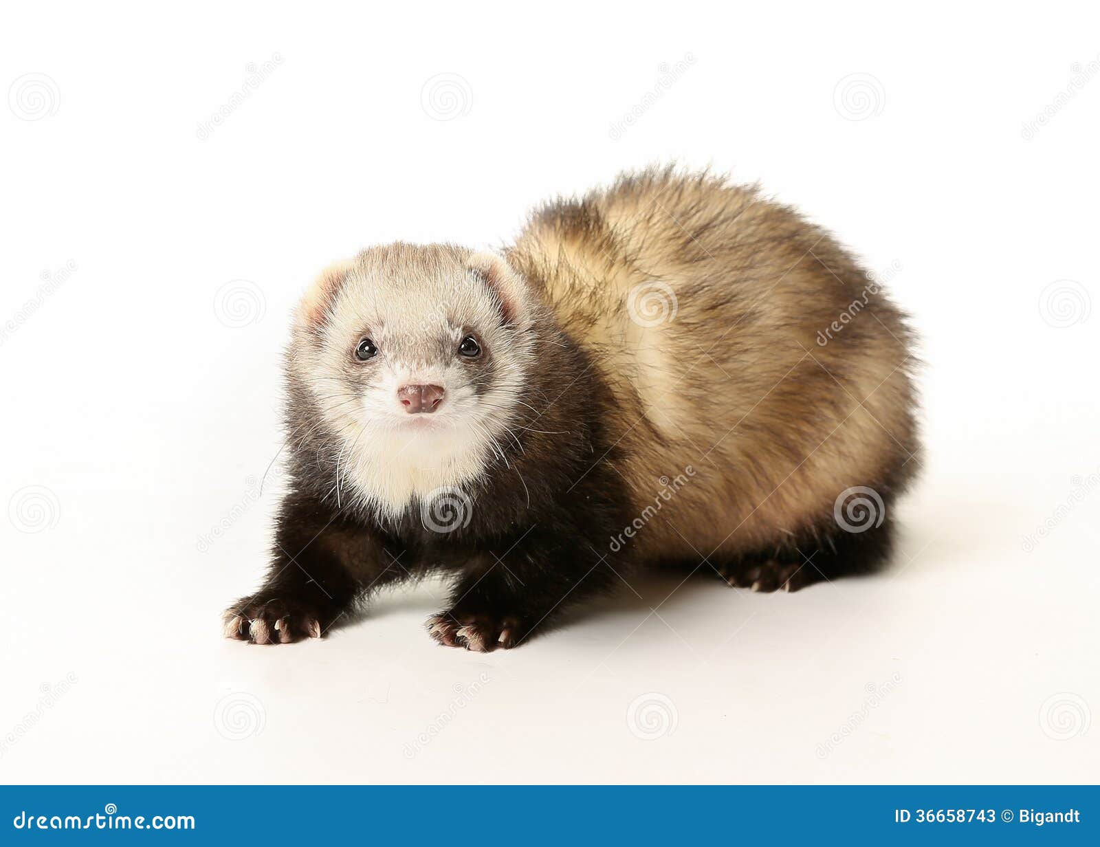 Furet image stock. Image du mignon, domestique, intérieur - 36658743