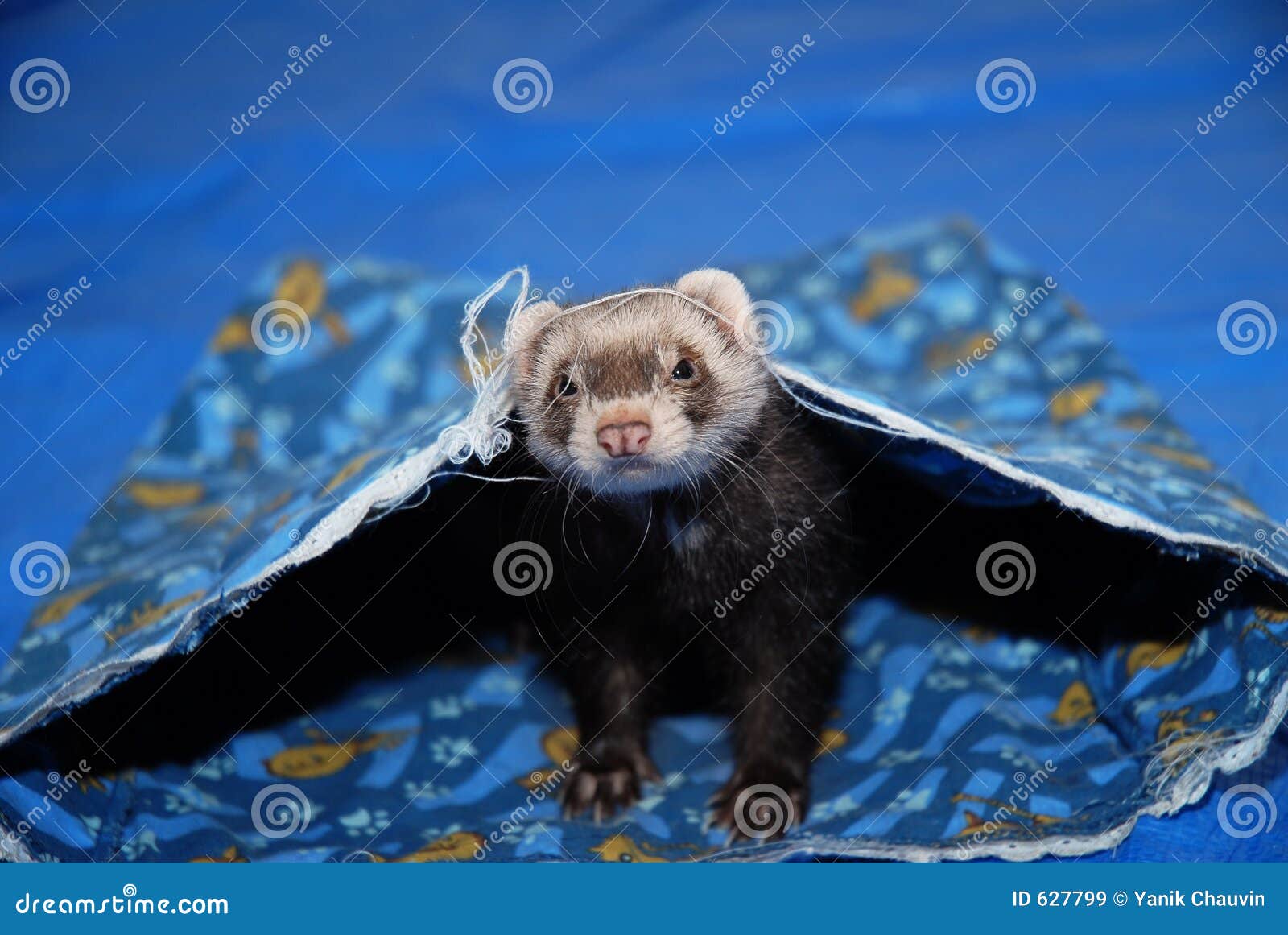Furet image stock. Image du domestique, espiègle, bleu - 627799
