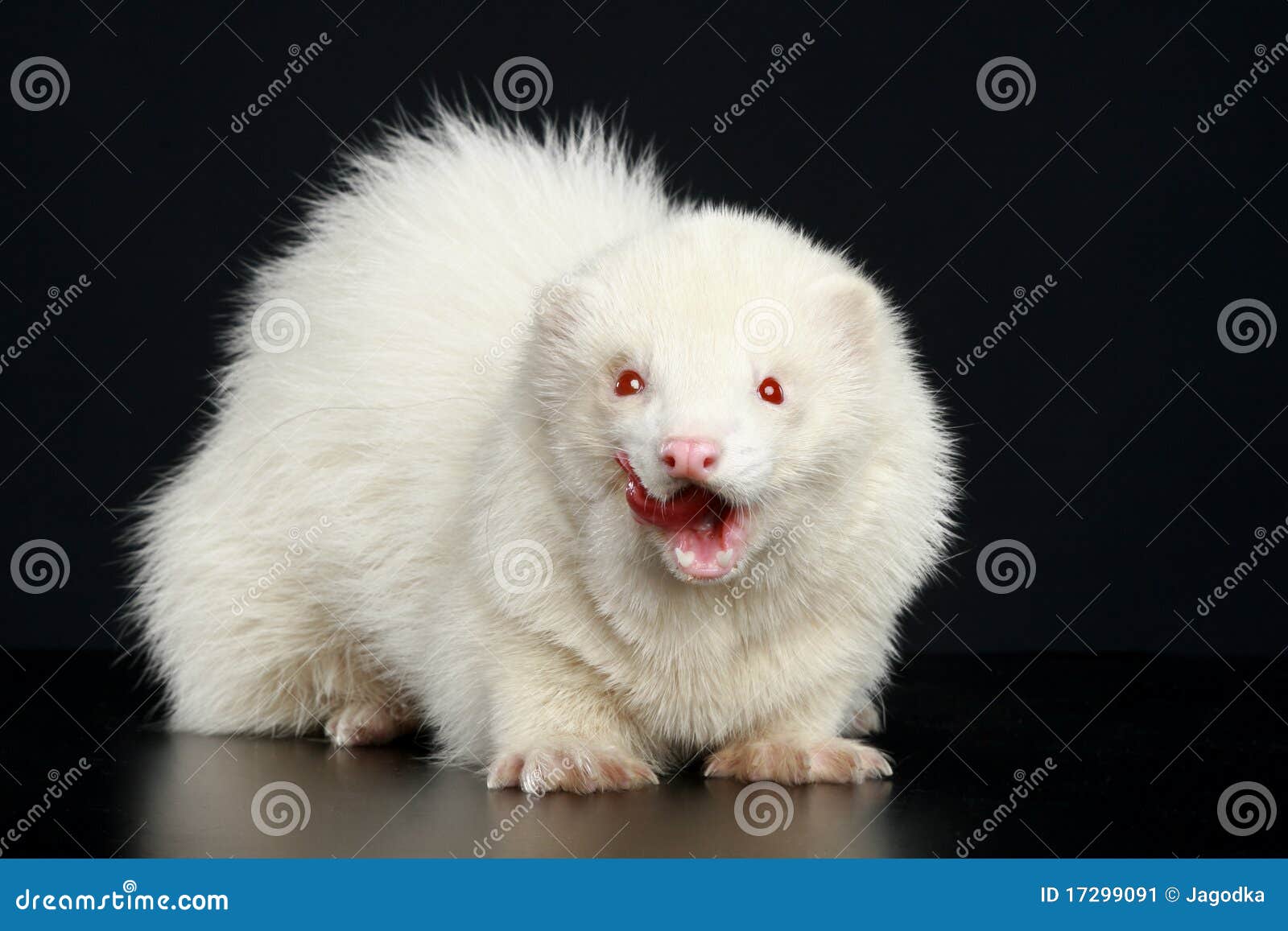 Furet albinos image stock. Image du furet, animaux, domestique - 17299091