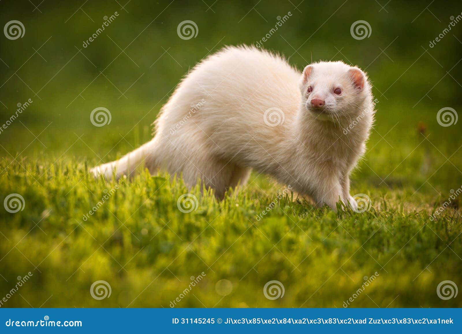 Furet blanc image stock. Image of fourrure, museau, furet - 31145245
