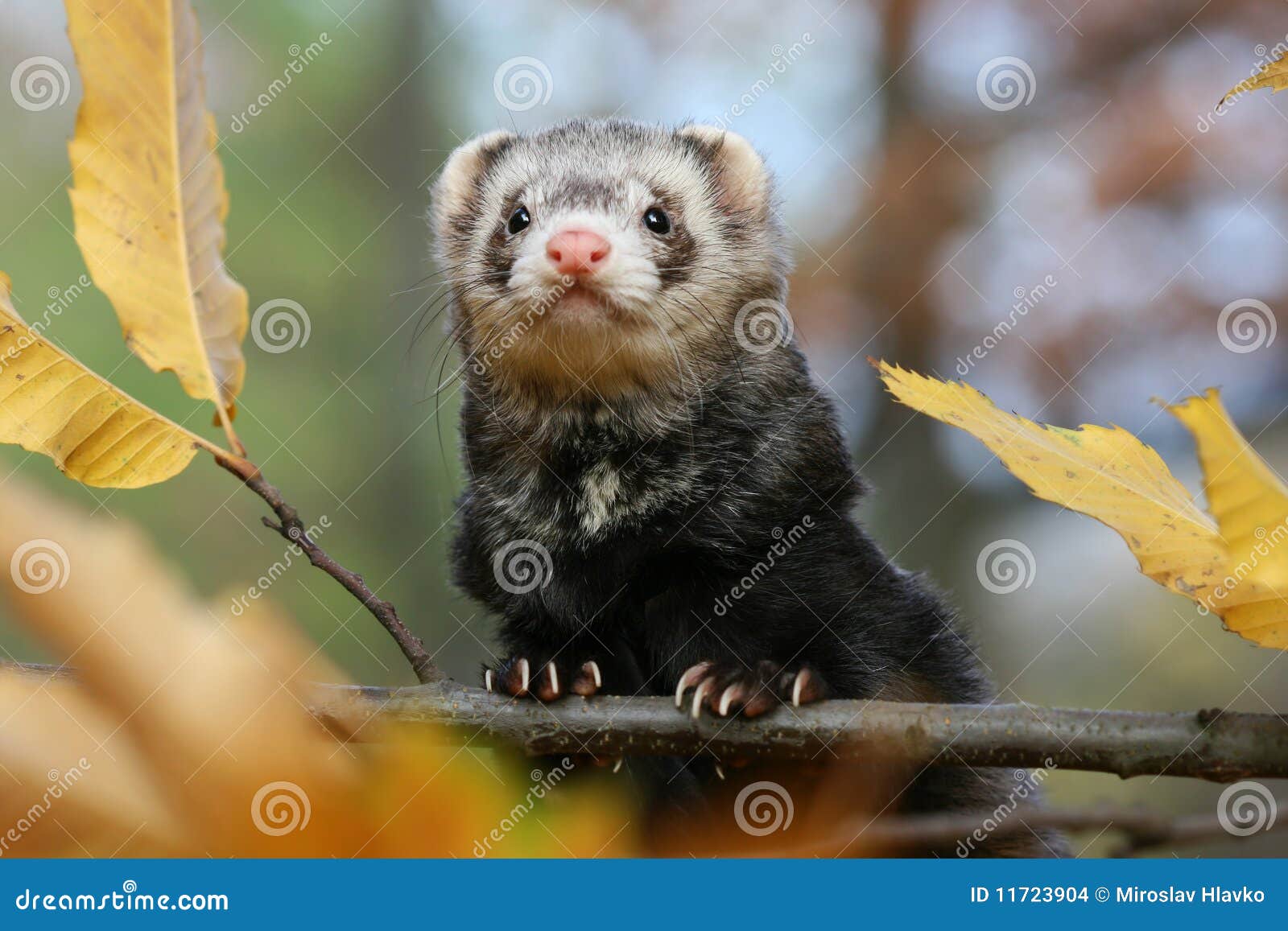 Furet mignon photo stock. Image du automne, furet, insonorisez - 11723904