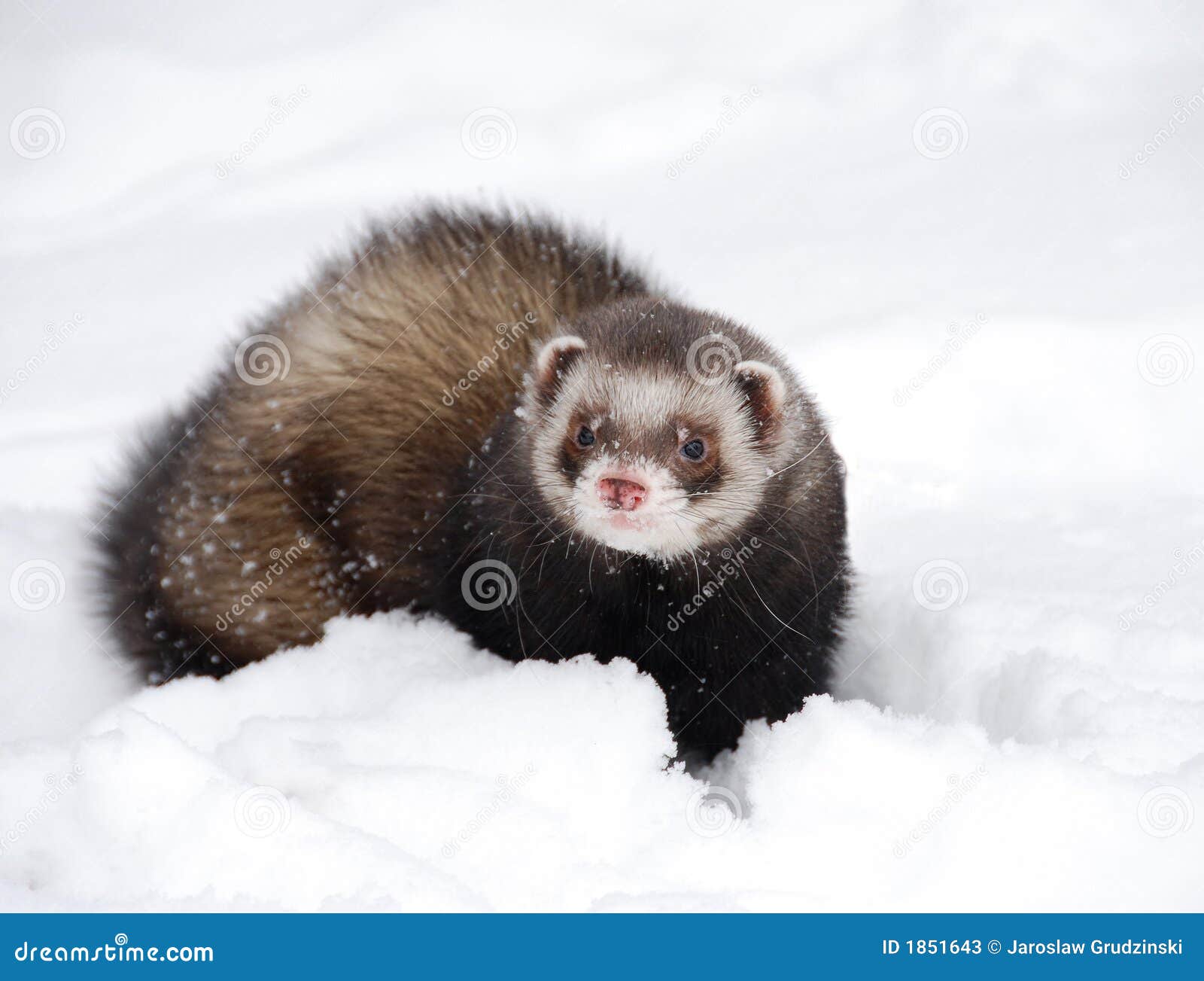Furet mignon image stock. Image du mignon, mammifère, animal - 1851643