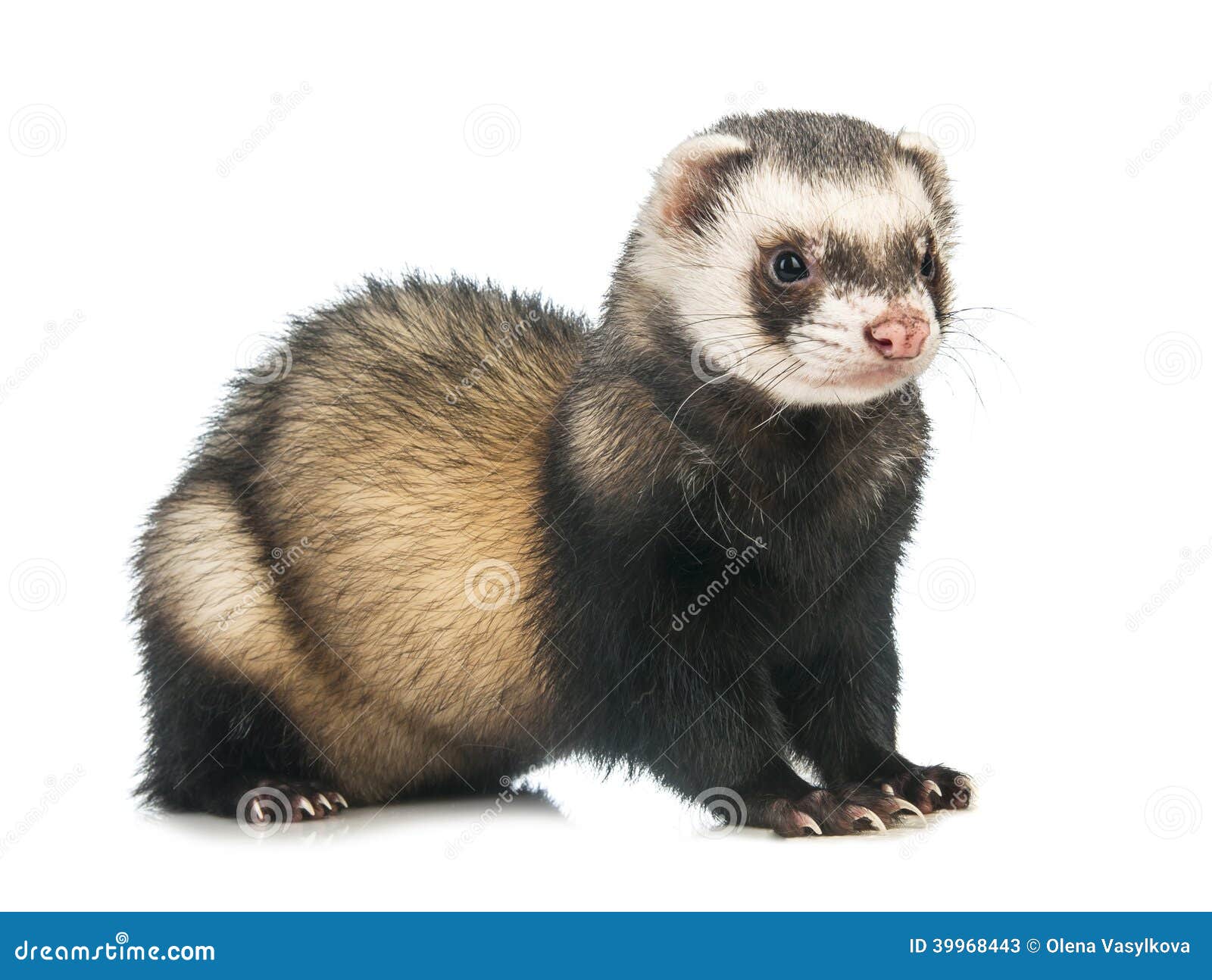 Furet mignon image stock. Image du brun, fond, pets, jeune - 39968443