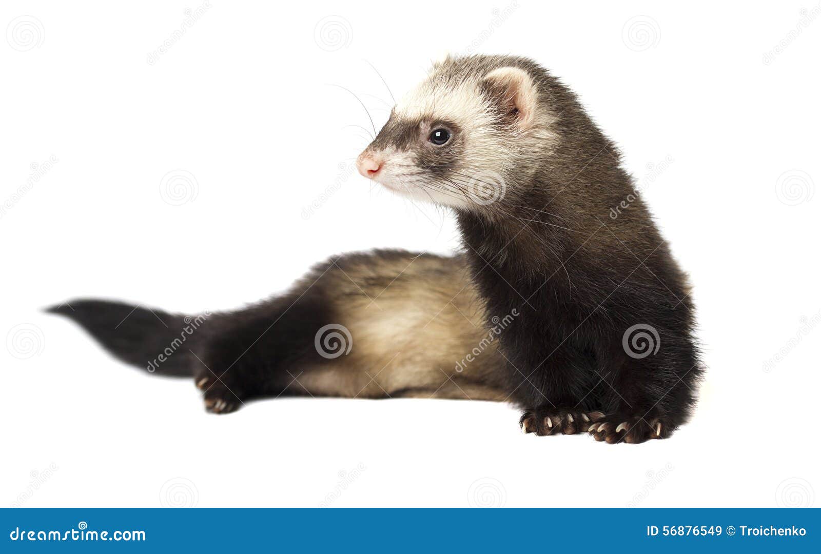 Furet se reposant du côté image stock. Image du domestique - 56876549