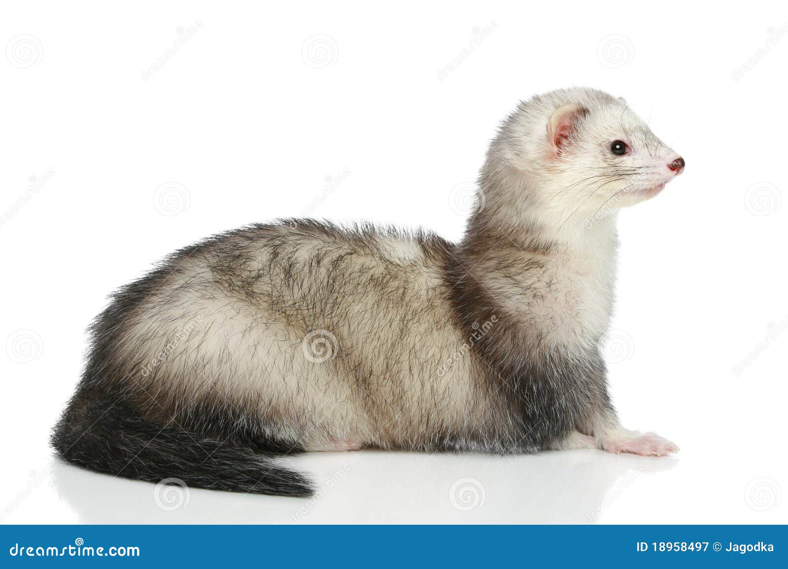 Furet Se Trouvant Sur Un Fond Blanc Image stock - Image du ratier ...