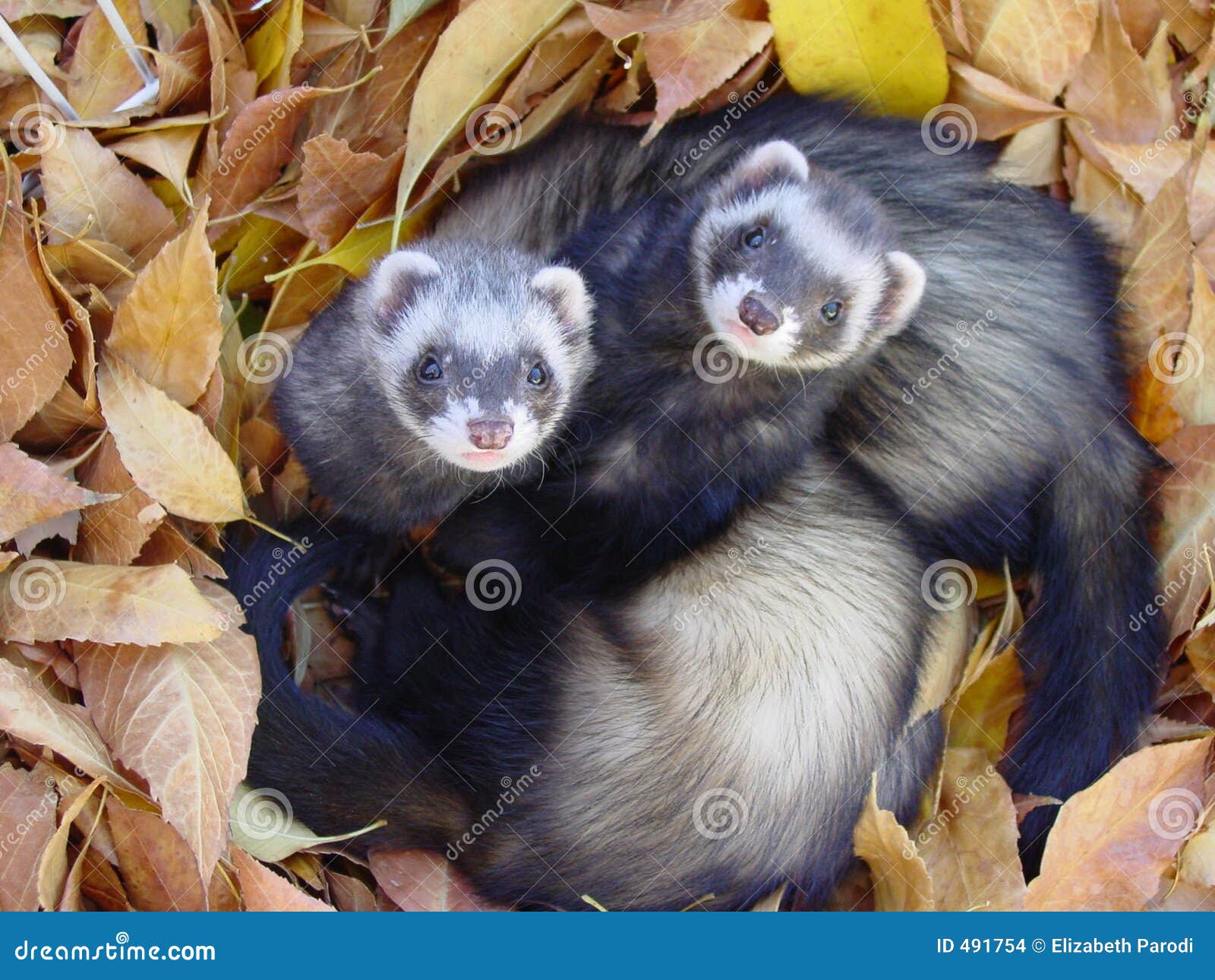 Furets Dans Des Lames D'automne Photo stock - Image du pets, furet: 491754