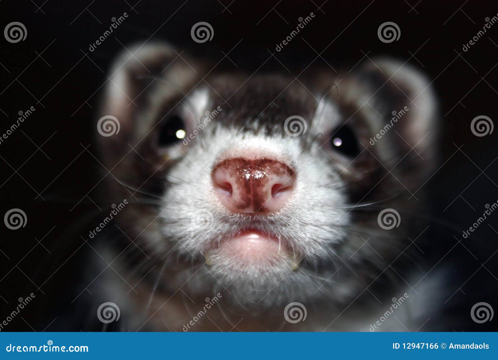 Furetto fotografia stock. Immagine di nazionale, marrone - 12947166