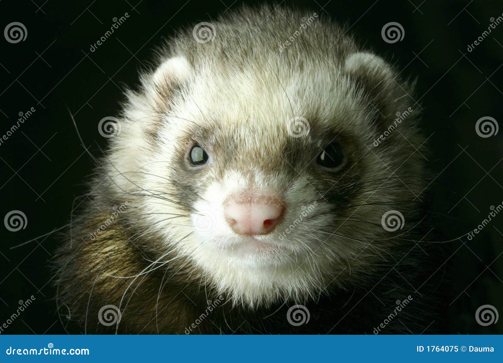 Furetto immagine stock. Immagine di cappotto, cartolina - 1764075