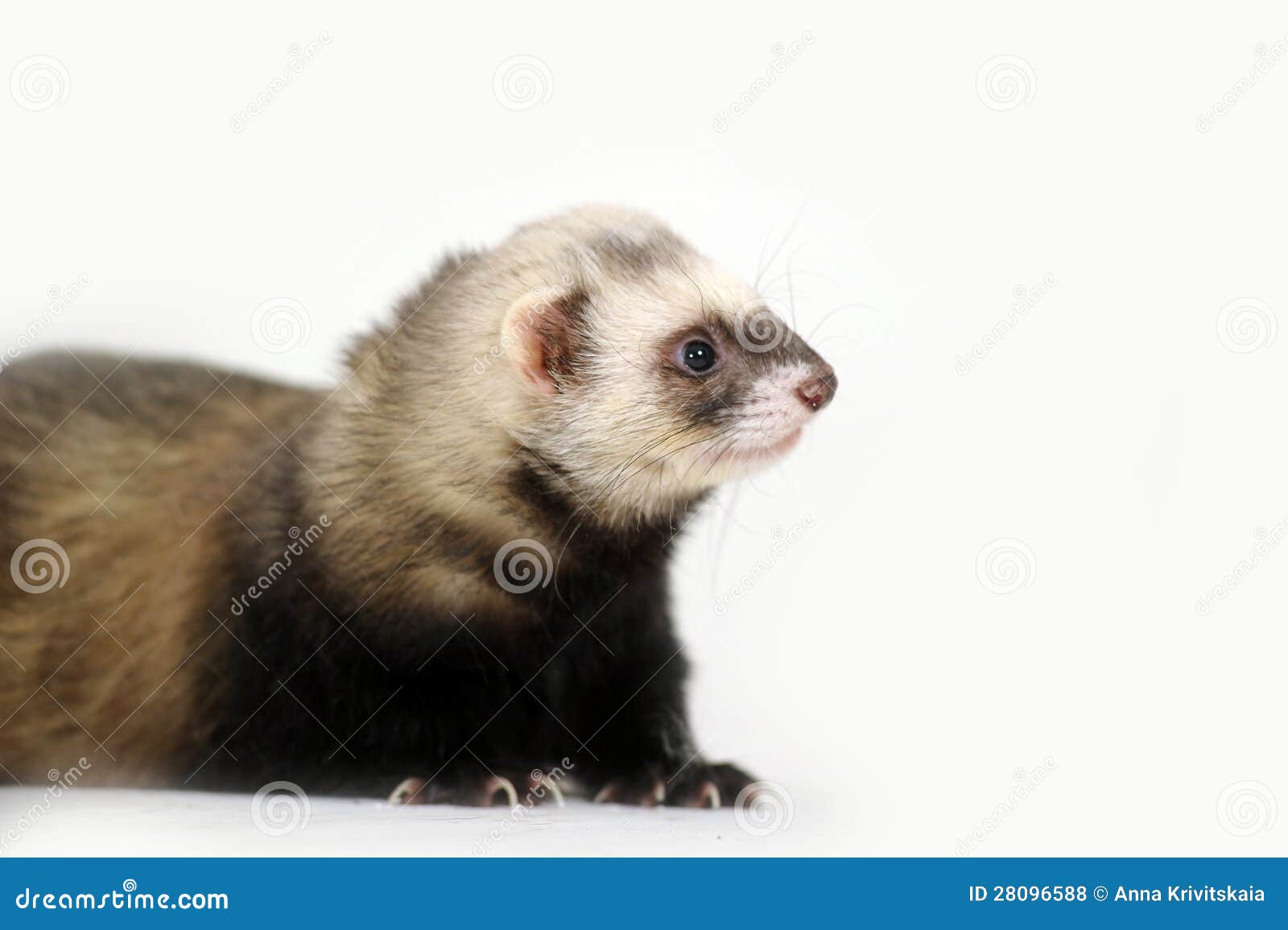 Furetto fotografia stock. Immagine di lato, curioso, furetto - 28096588