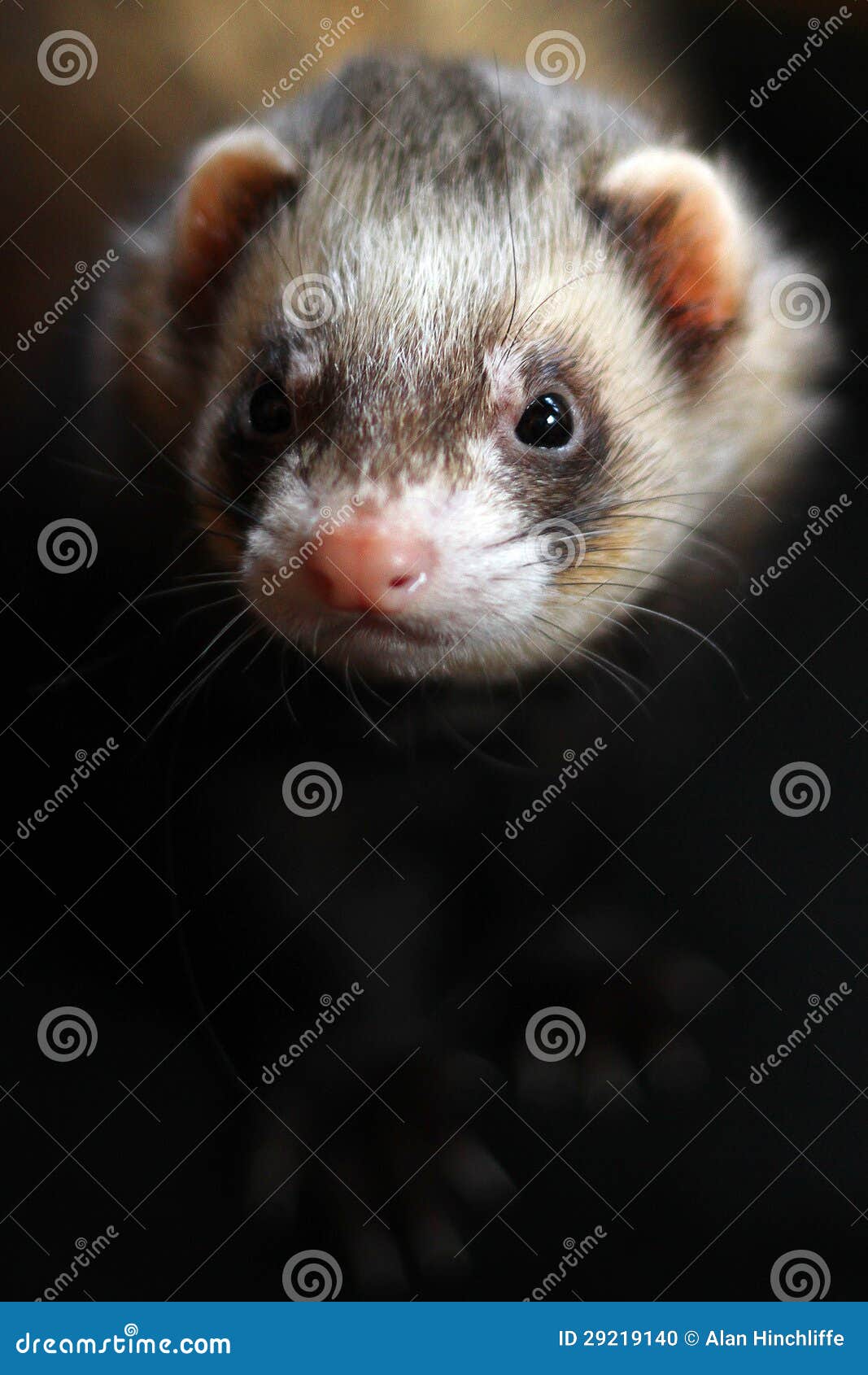 Furetto fotografia stock. Immagine di ritratto, mammifero - 29219140