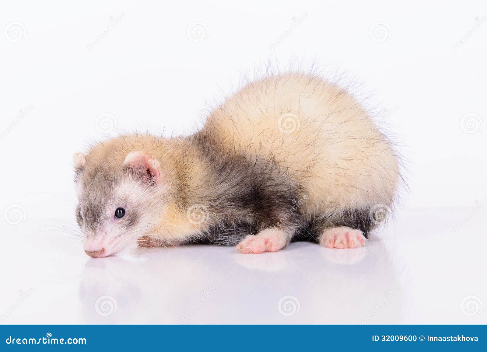 Furetto Dell'animale Giovane Fotografia Stock - Immagine di cucciolo ...