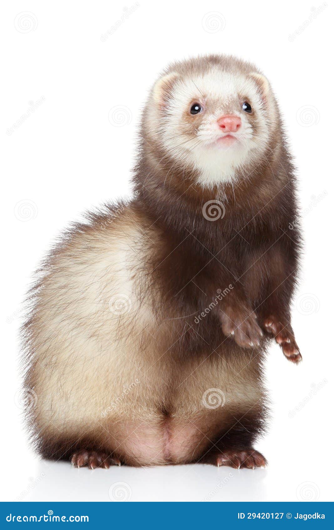 Furetto Di Brown Su Fondo Bianco Immagine Stock - Immagine di ...