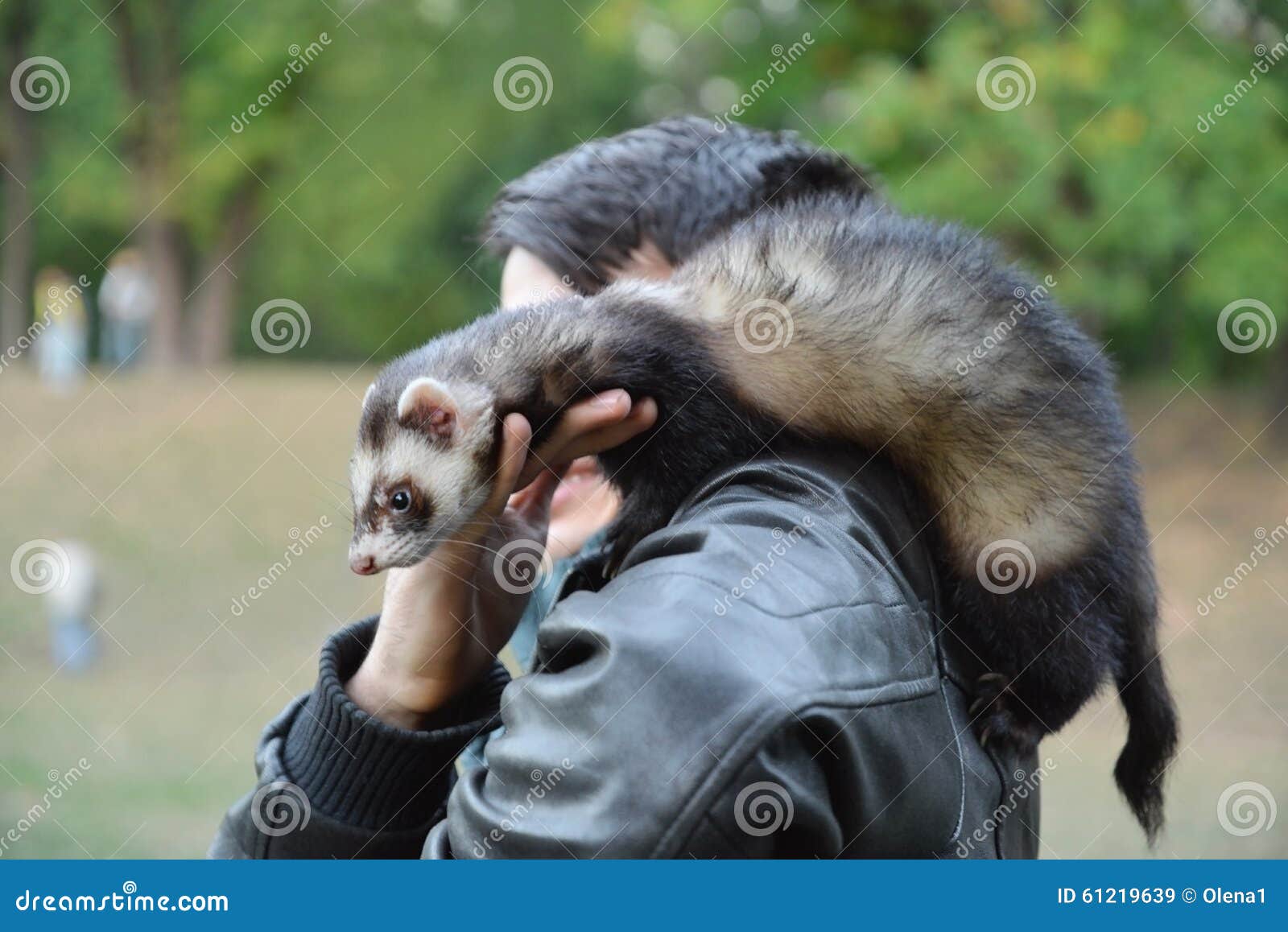 Furetto Domestico Con Il Suo Proprietario Immagine Stock - Immagine di ...