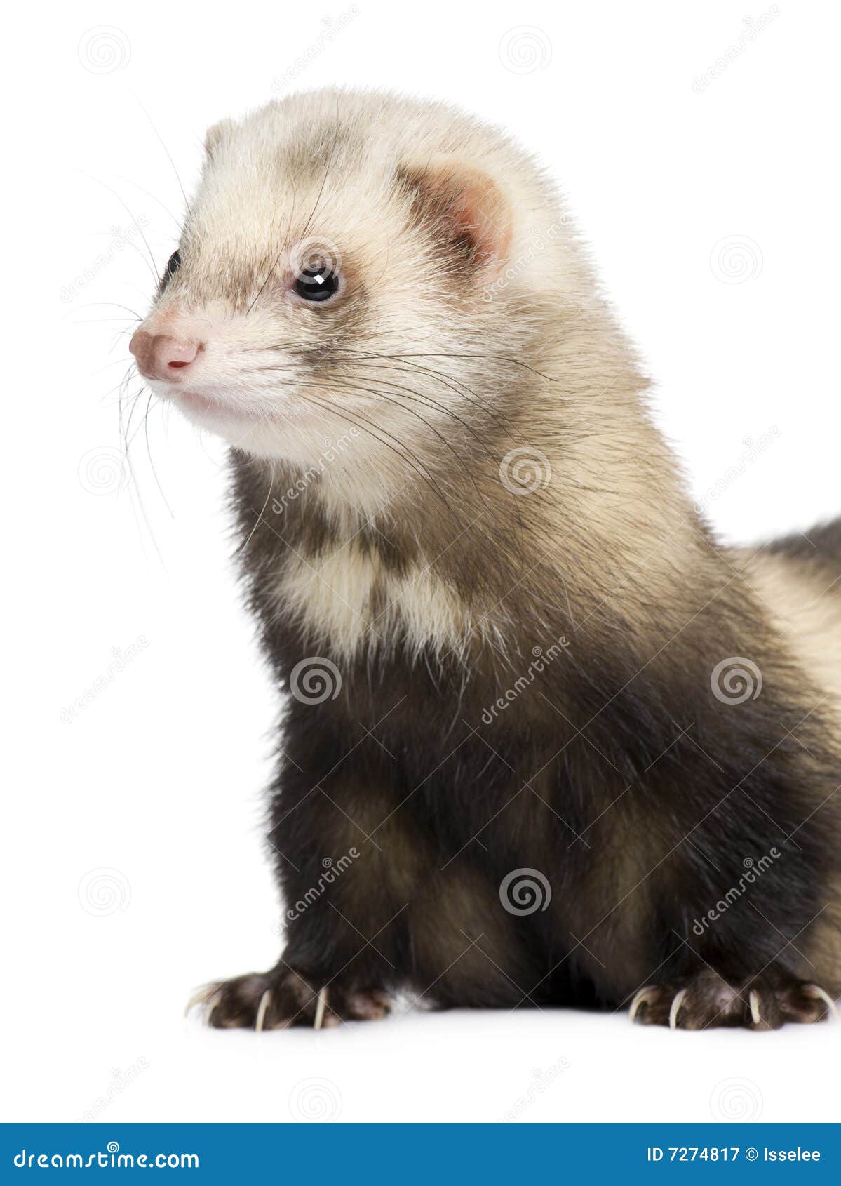 Furetto - Furo Di Putorius Del Mustela Immagine Stock - Immagine di ...