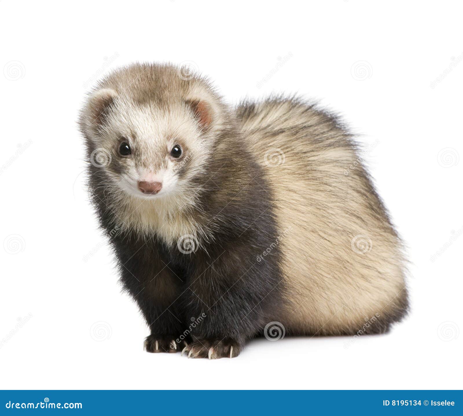 Furetto - Furo Di Putorius Del Mustela Fotografia Stock - Immagine di ...