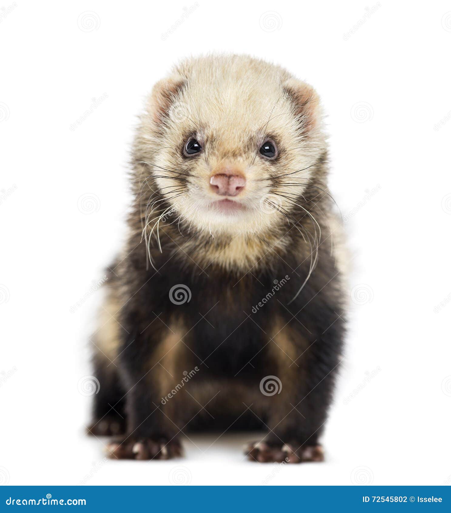 Furetto isolato su bianco fotografia stock. Immagine di mammifero ...