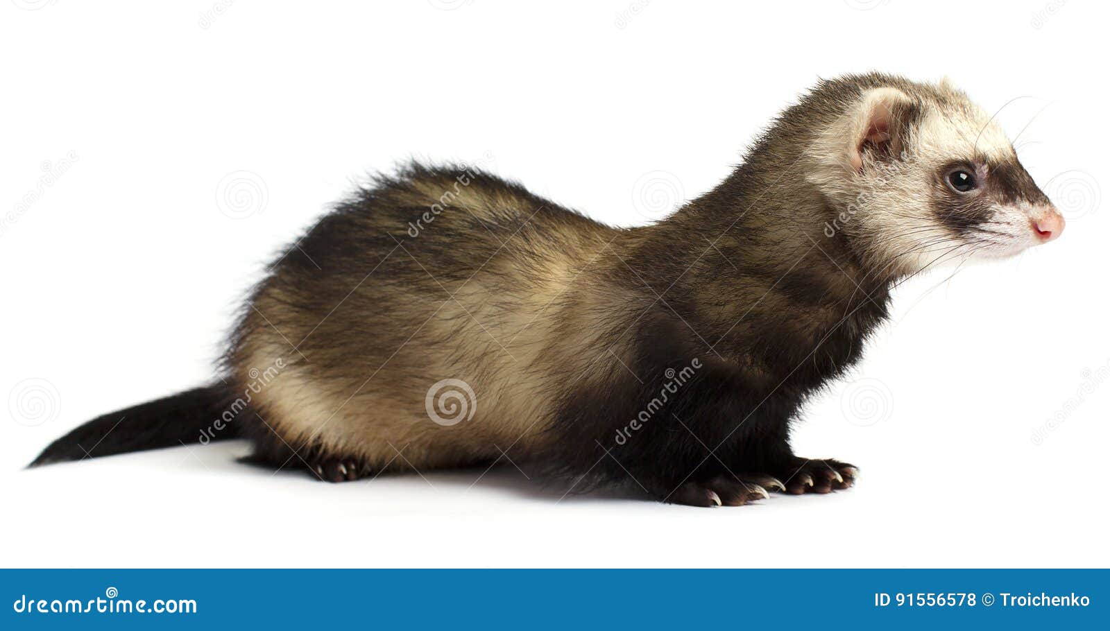 Furetto Isolato Su Una Priorità Bassa Bianca Fotografia Stock ...