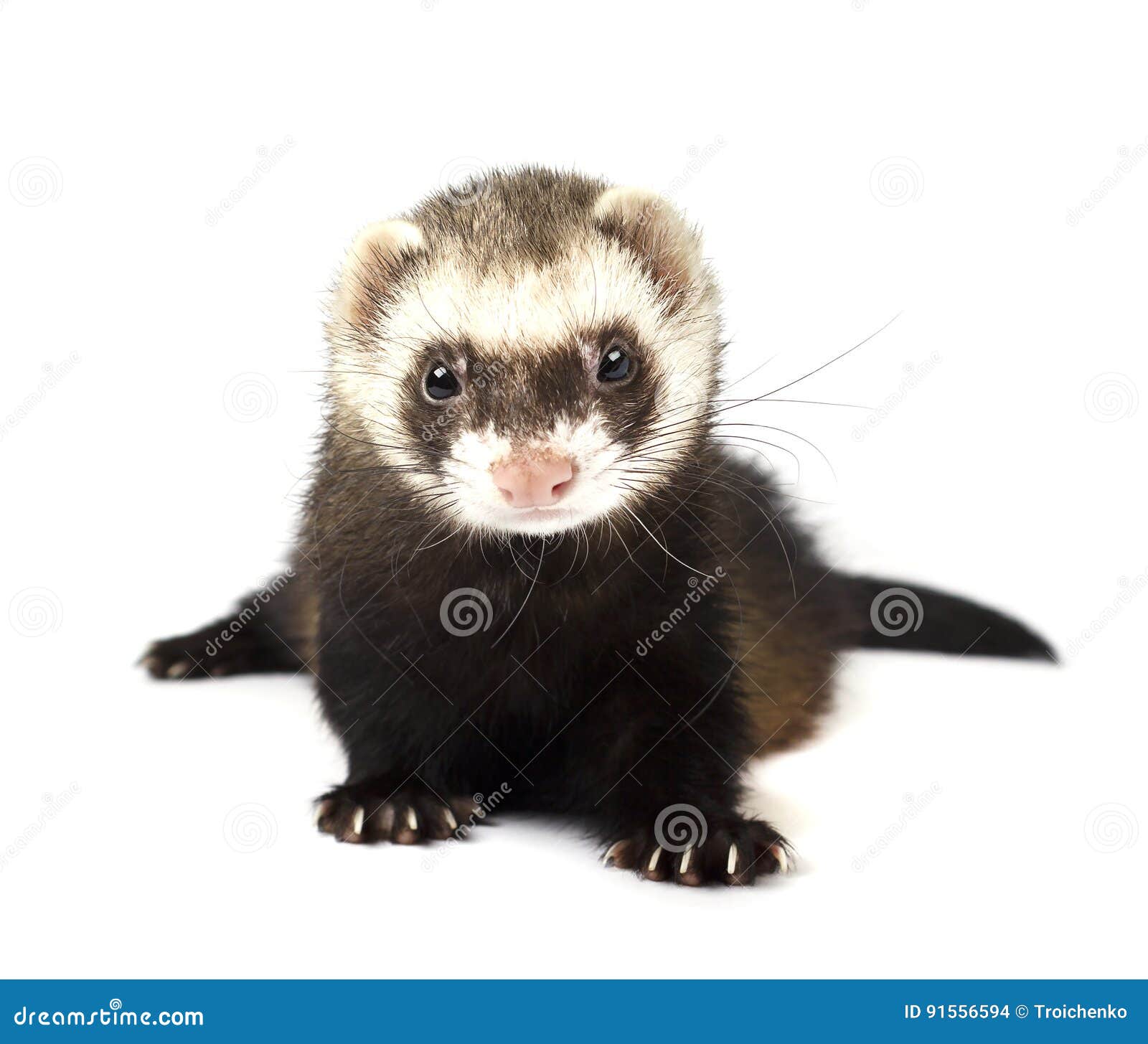 Furetto Isolato Su Una Priorità Bassa Bianca Fotografia Stock ...