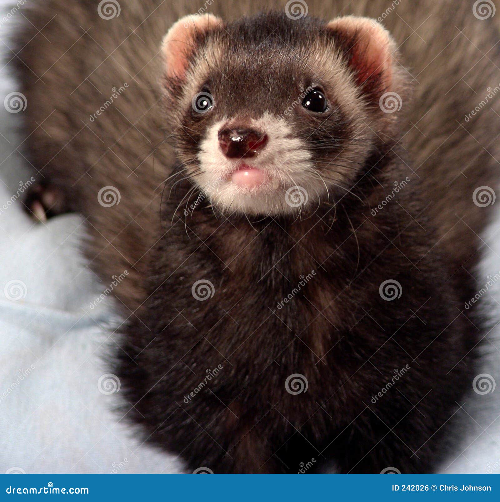 Furetto maschio fotografia stock. Immagine di testa, furia - 242026