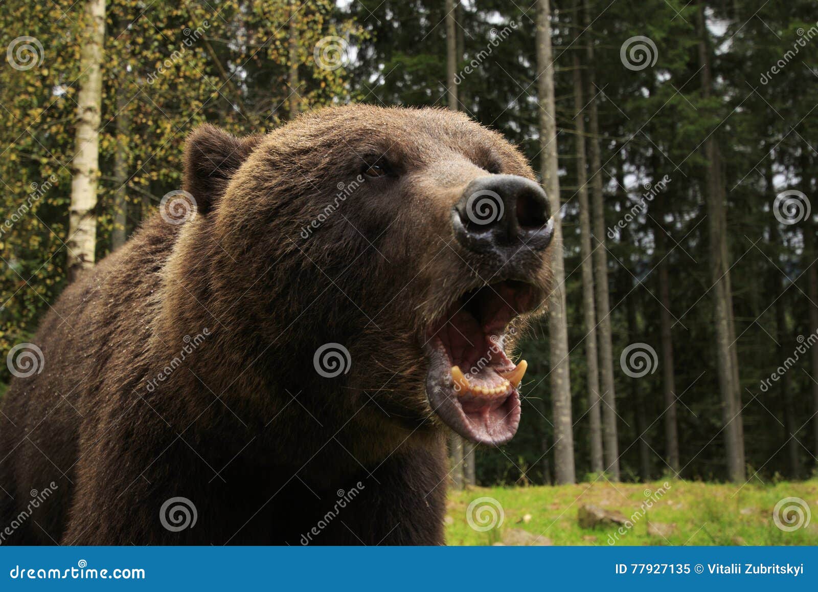 imágenes comunes del Oso Furioso - los derechos de la transferencia ...