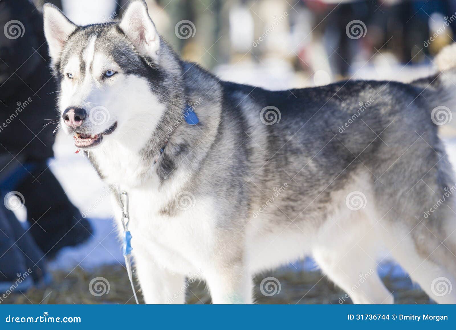 Furious alaskian husly dog stock photo. Image of doggy - 31736744