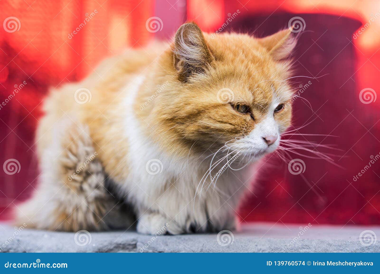 Furious and Angry Stray Redhead Cat in the Street Stock Photo - Image ...