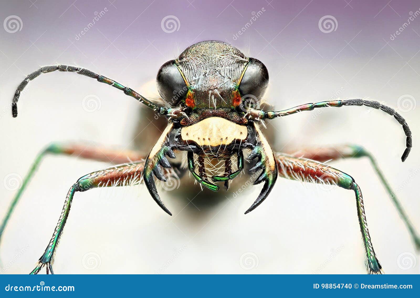Furious stock photo. Image of bite, mouth, frame, closeup - 98854740