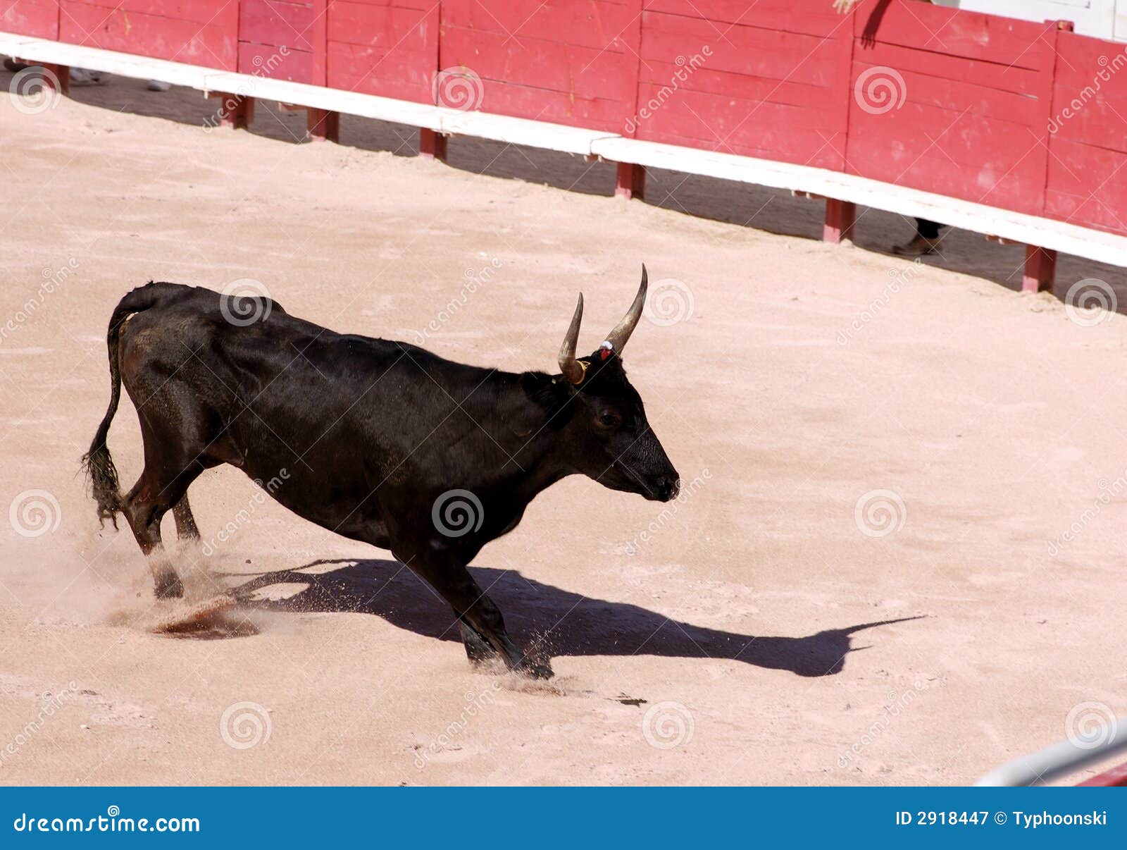 Furious Bull in the Arena stock image. Image of stadium - 2918447