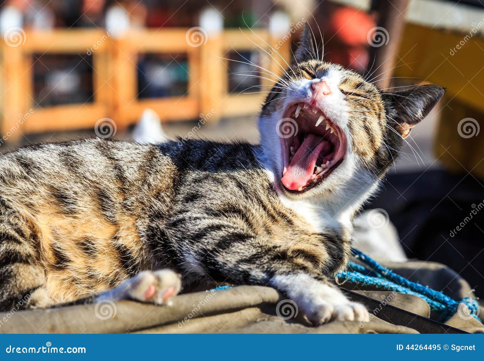 Furious cat stock image. Image of wallpaper, warm, poland - 44264495