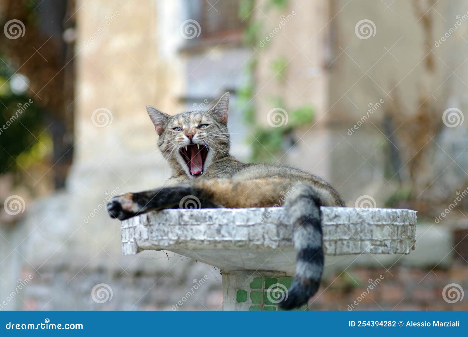 Furious Cat Looking at Camera Stock Photo - Image of mammal, animal ...
