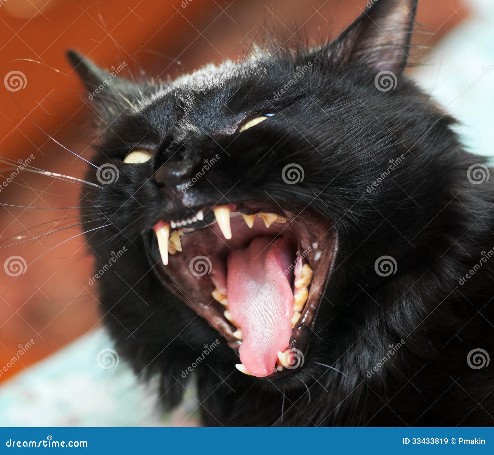 Furious cat stock image. Image of muzzle, mouth, head - 33433819